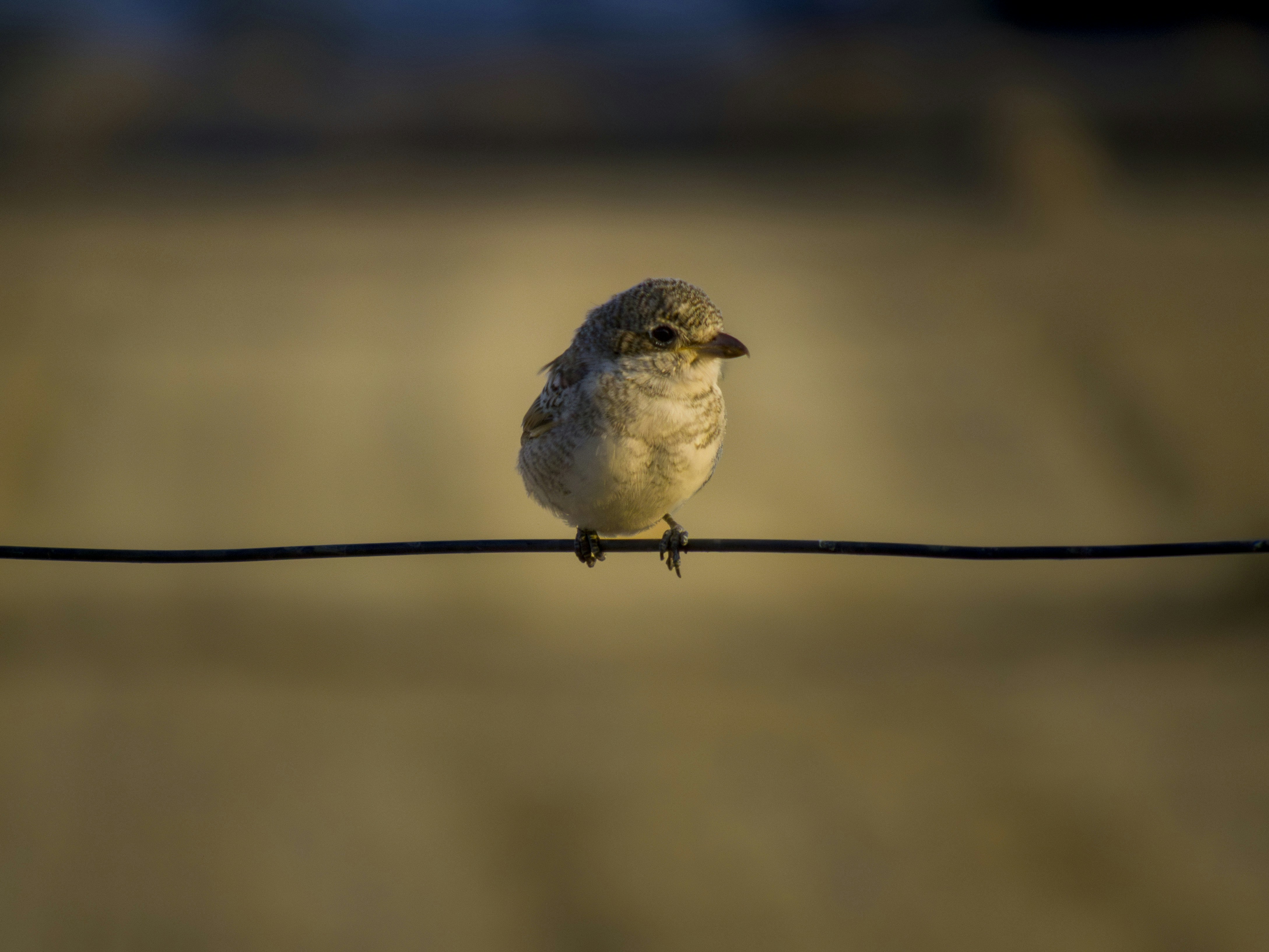 Tiny Perch on a Wire: A Quiet Moment in Golden Light
