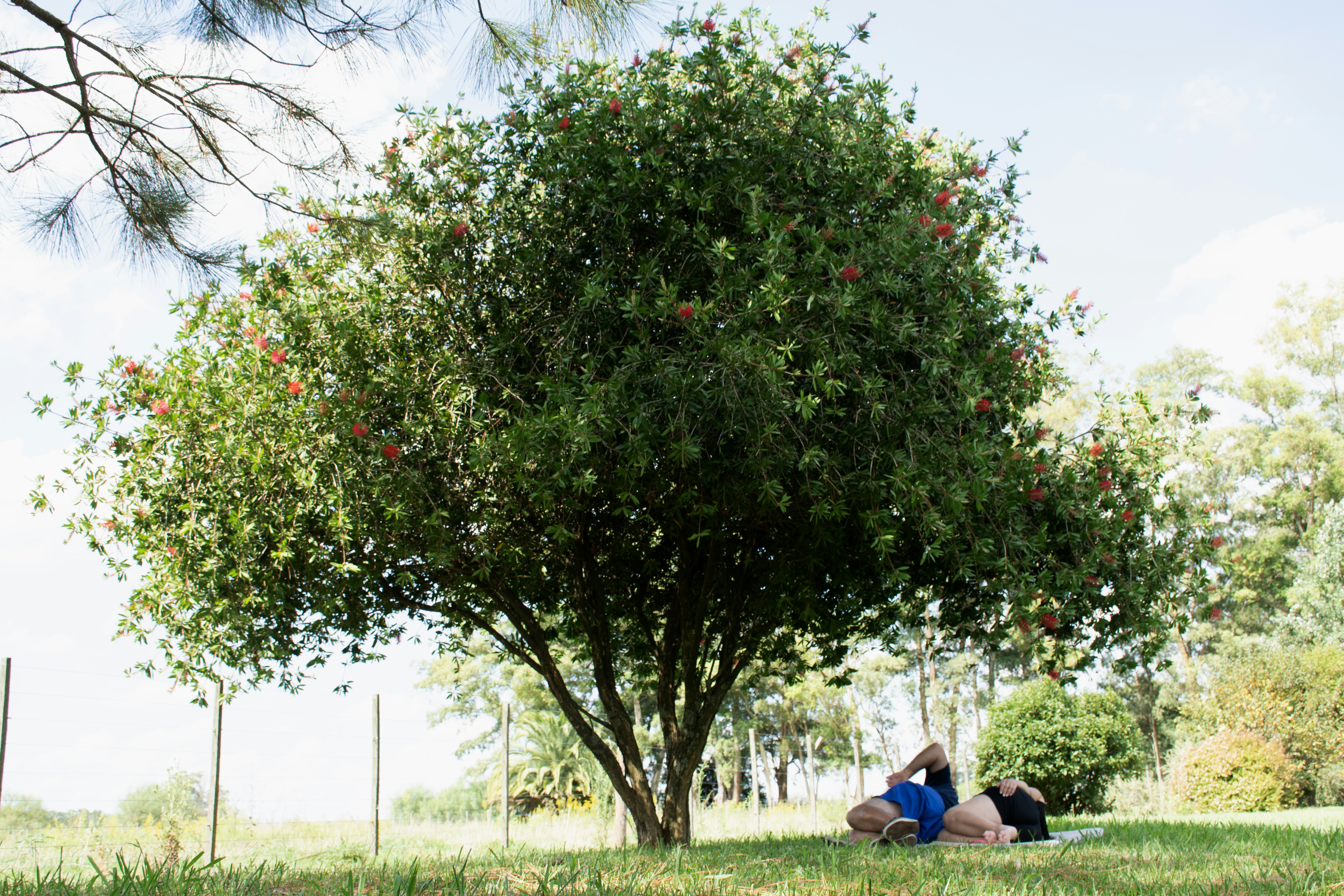 Quiet Shade: A Family Rest Under a Crescent of Blooming Tree