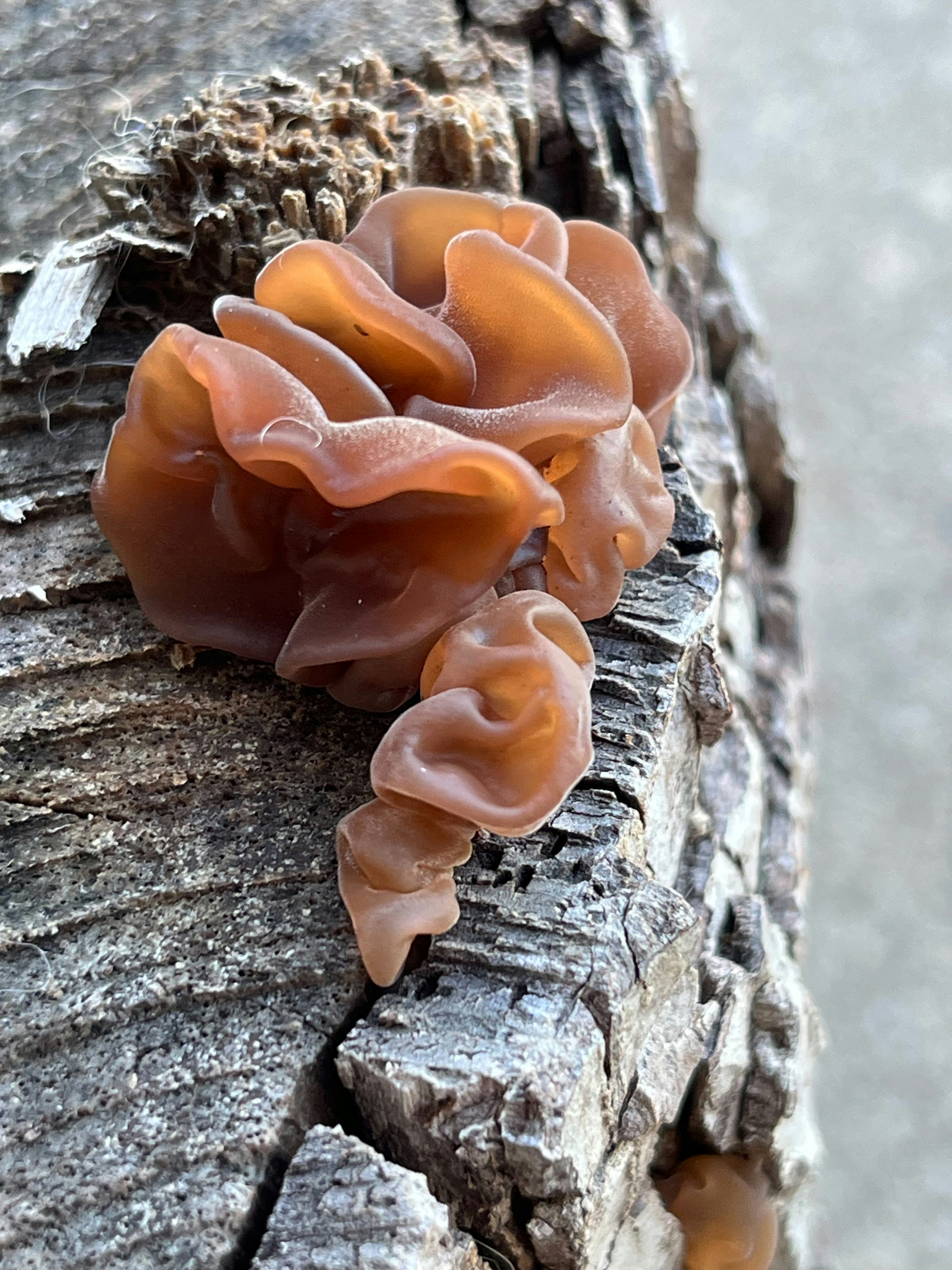 Orange Glacial Fungus on Weathered Wood