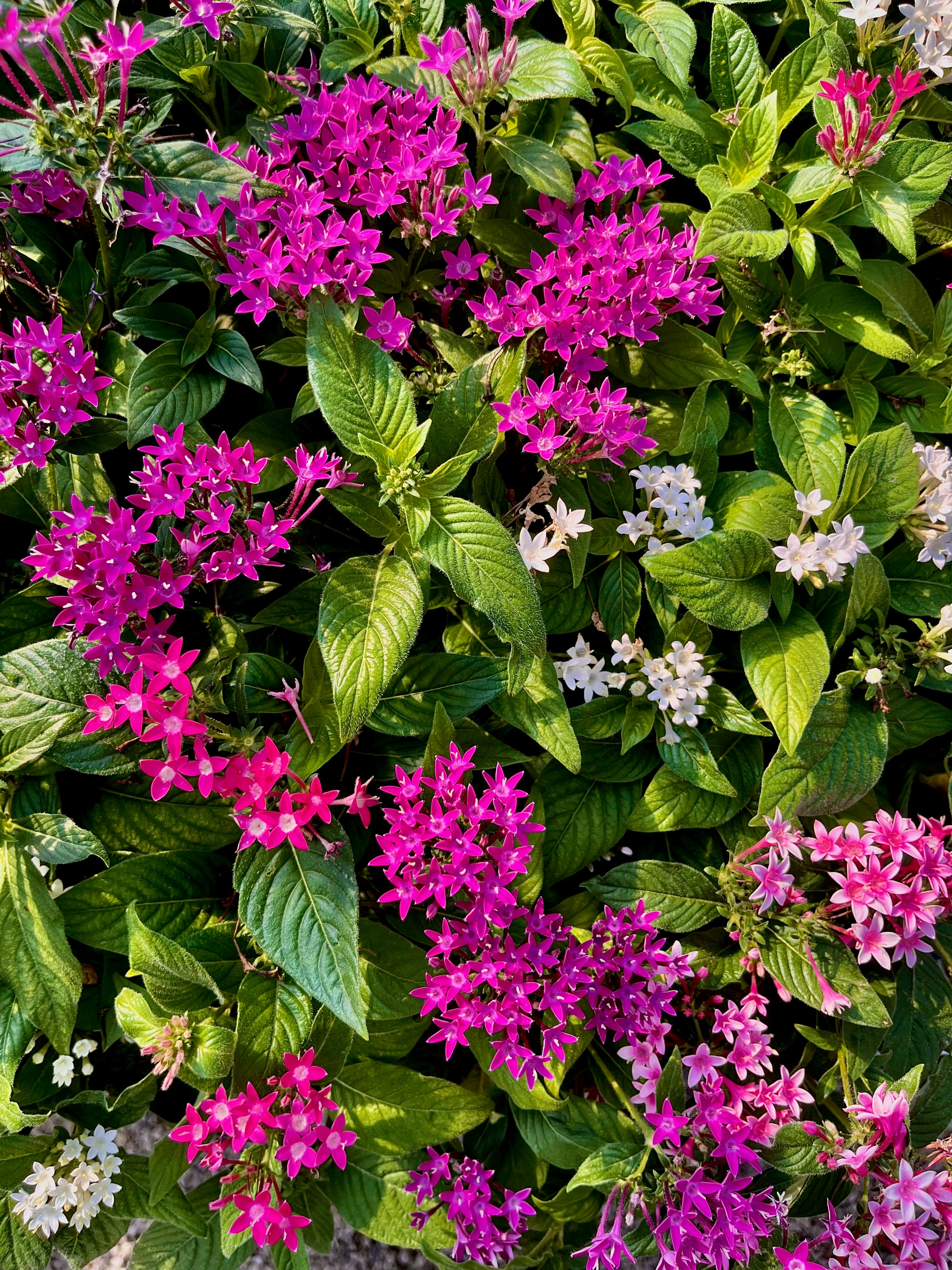 Vibrant pink and magenta flower clusters framed by glossy green leaves, with small white blooms interspersed among the foliage.