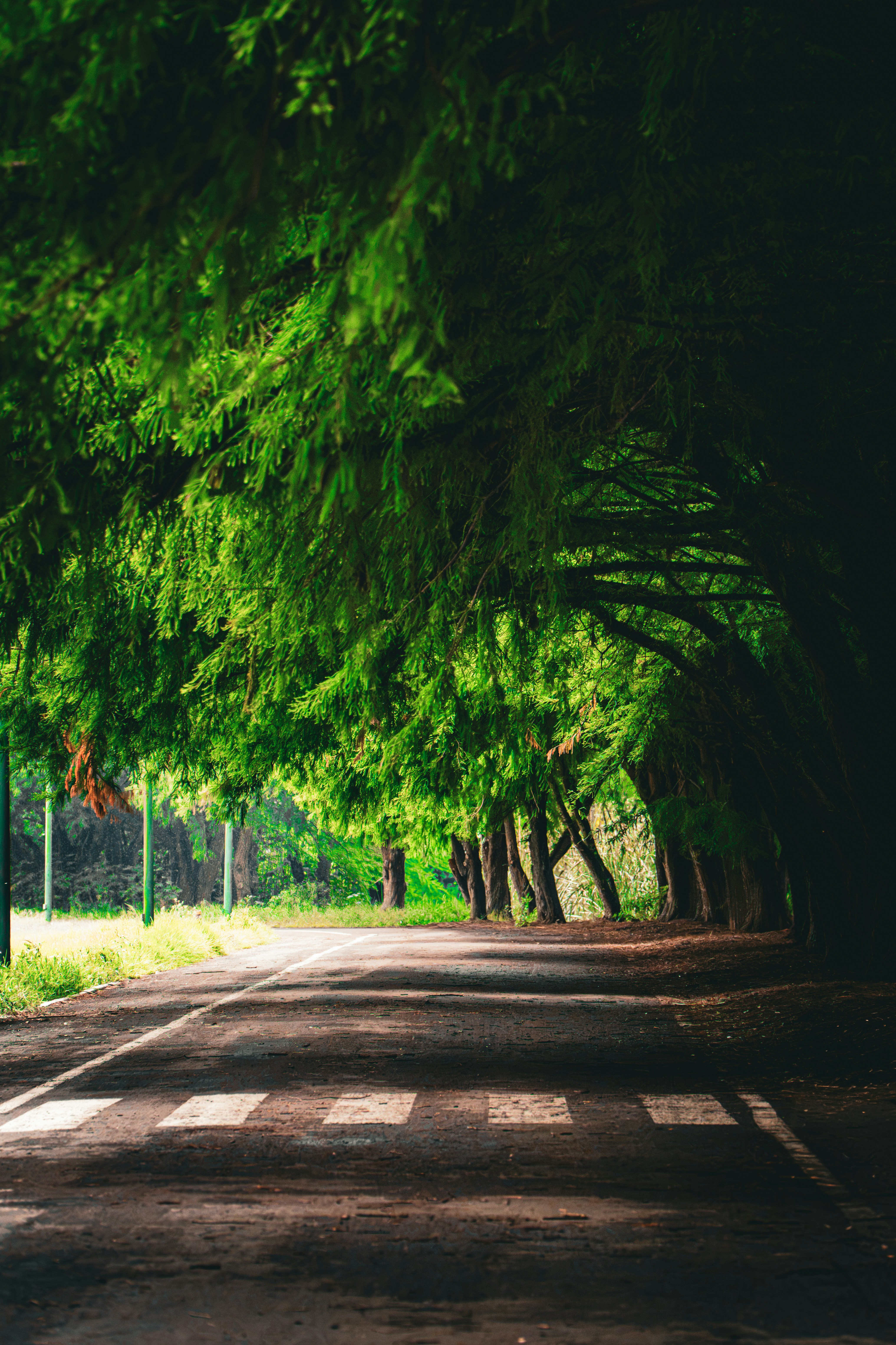 Twilight Alley: A Sunlit Path Beneath the Green Canopy