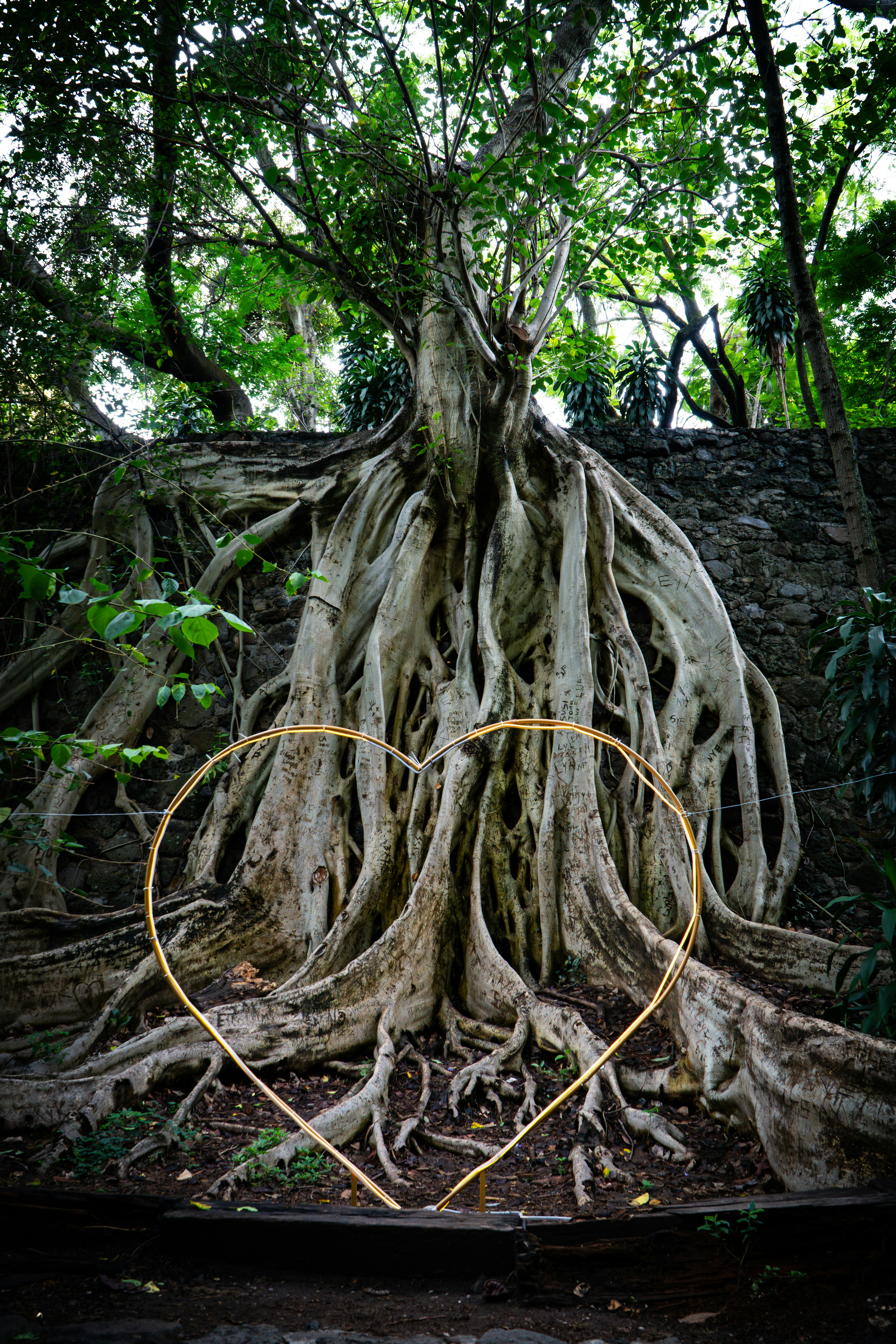 Heart of the Banyan: Vines Form a Living Heart