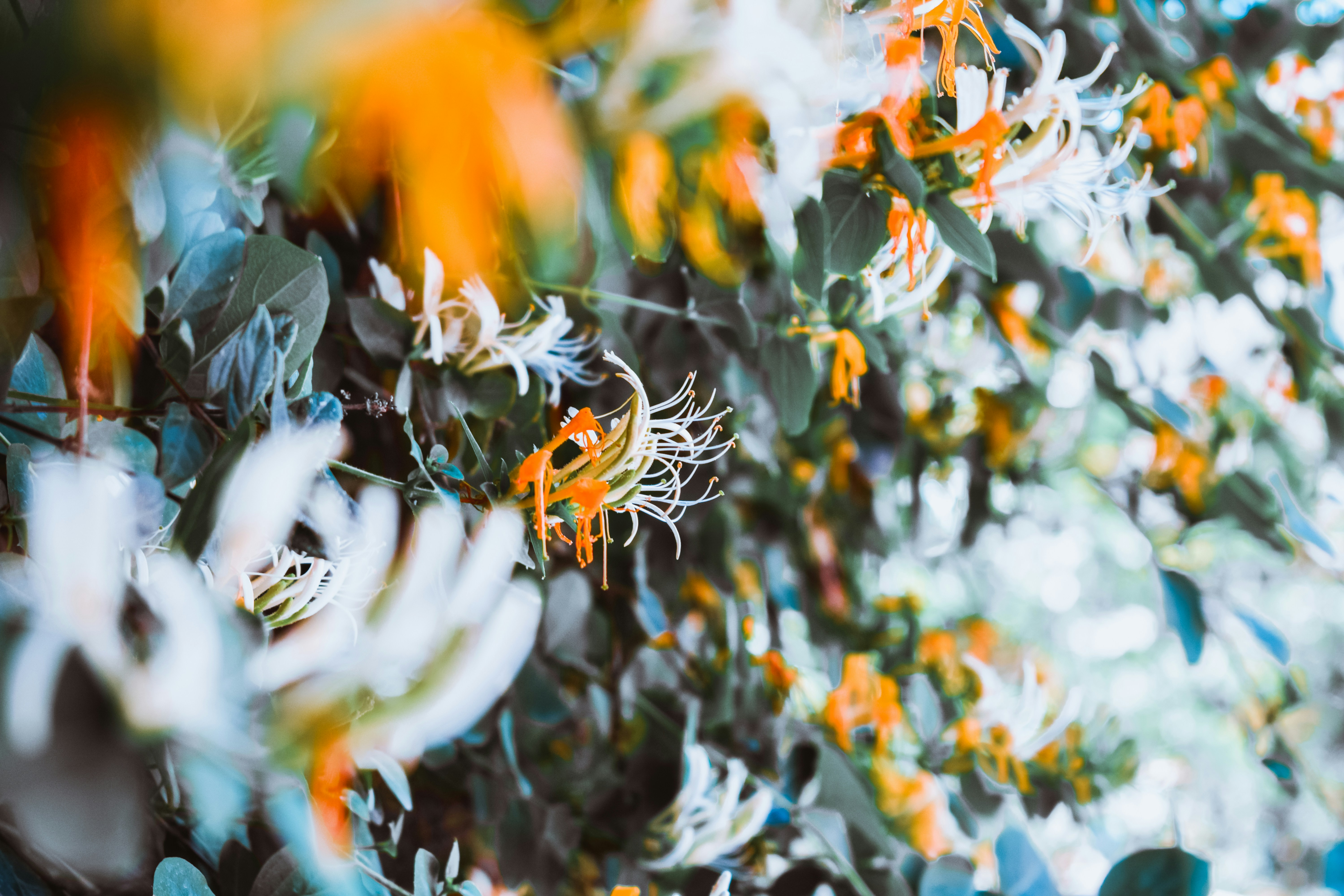 Floral Chorus in Soft Focus: White Honeysuckle Amid Autumn Haze