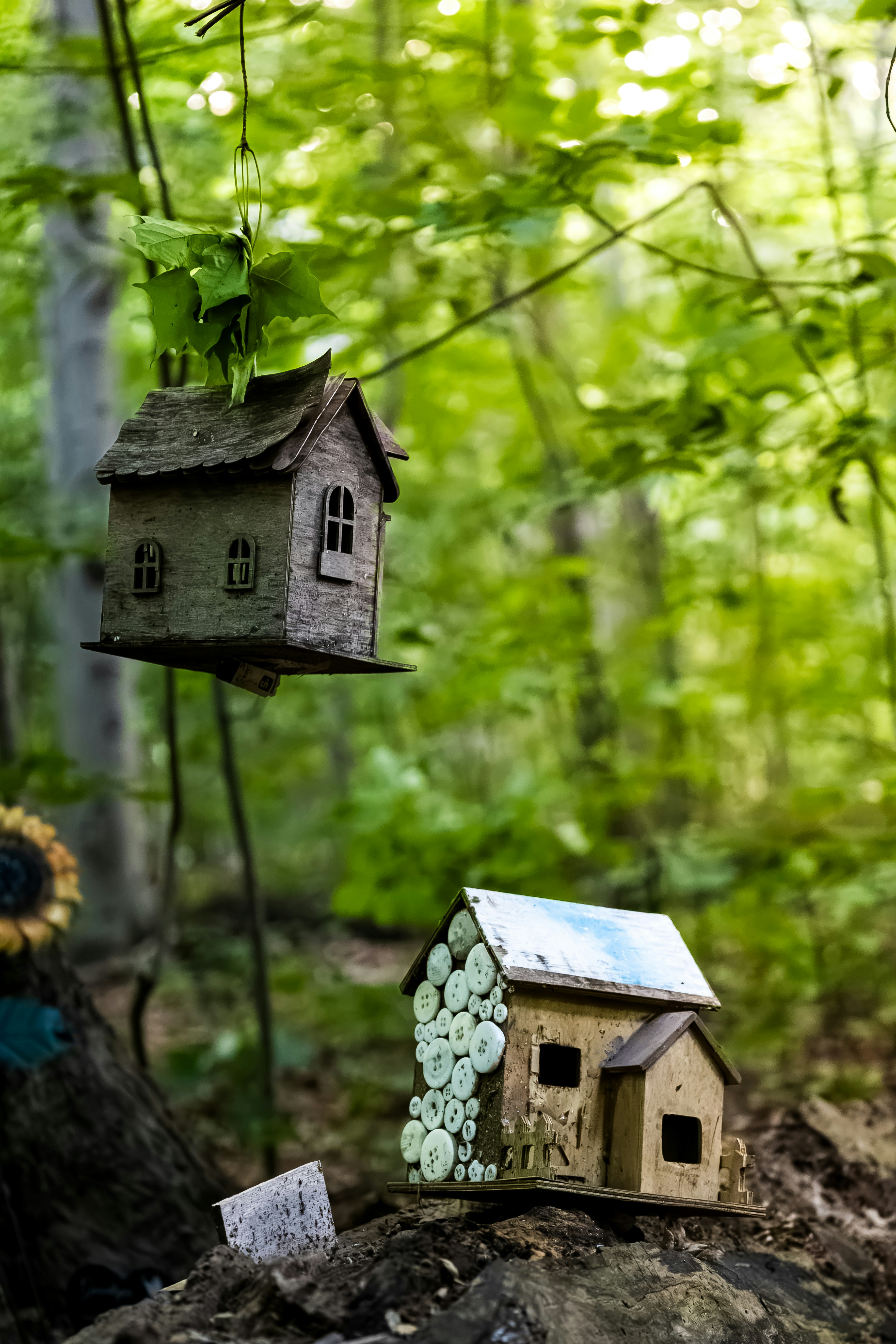Whimsical Forest Dwellers: A Pair of Miniature Homes in Soft Morning Light