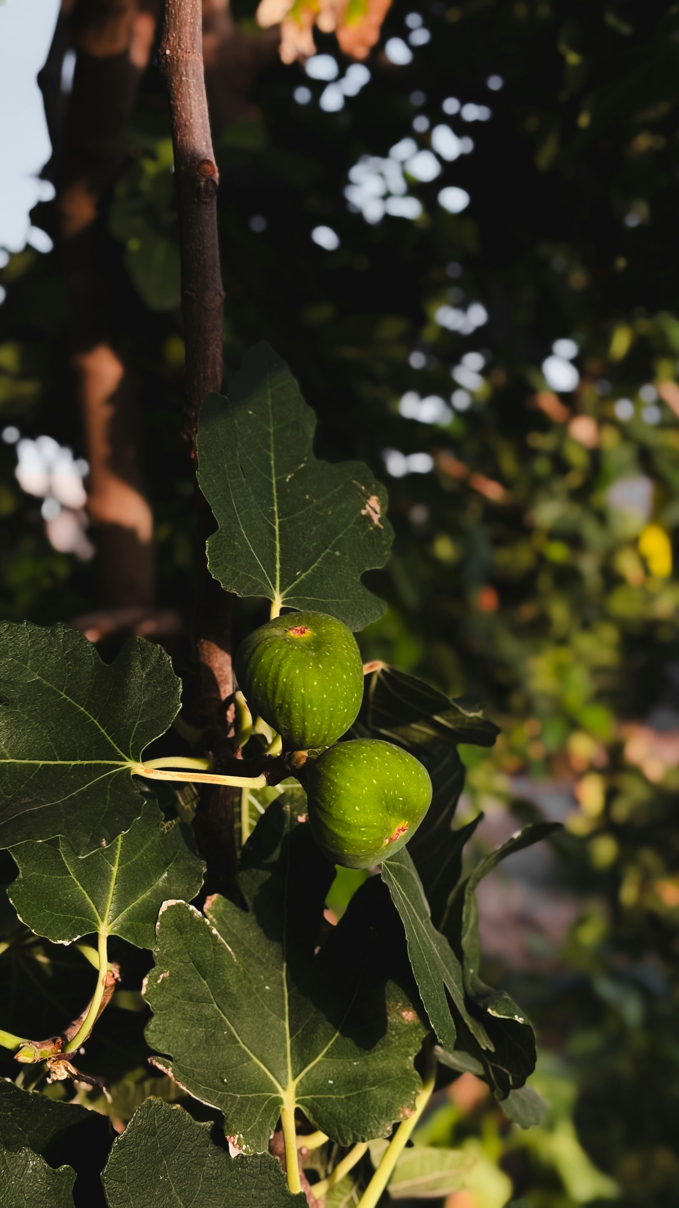 Green figs in sunlit fig ivy