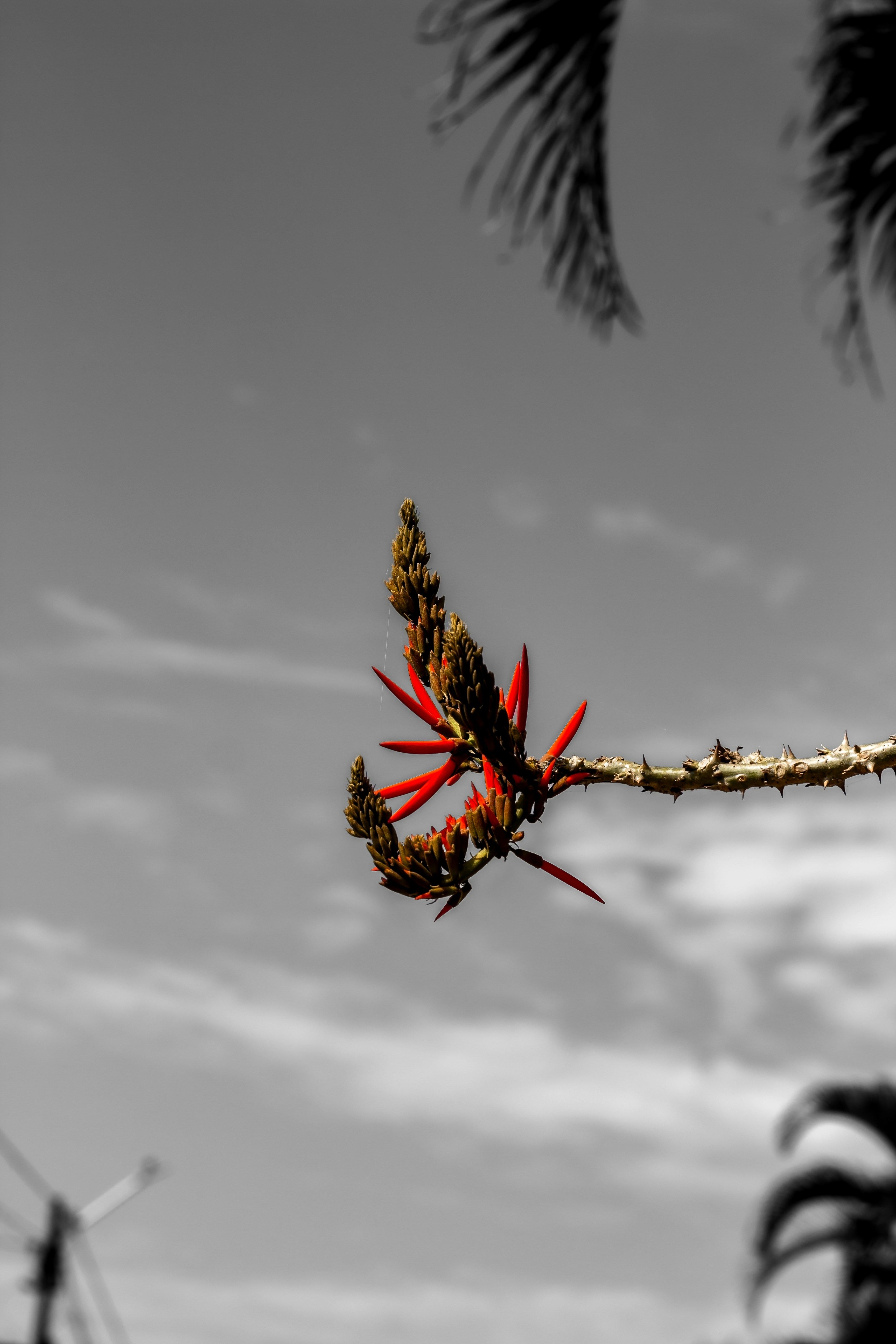 Red Botanicals on a Quiet Branch