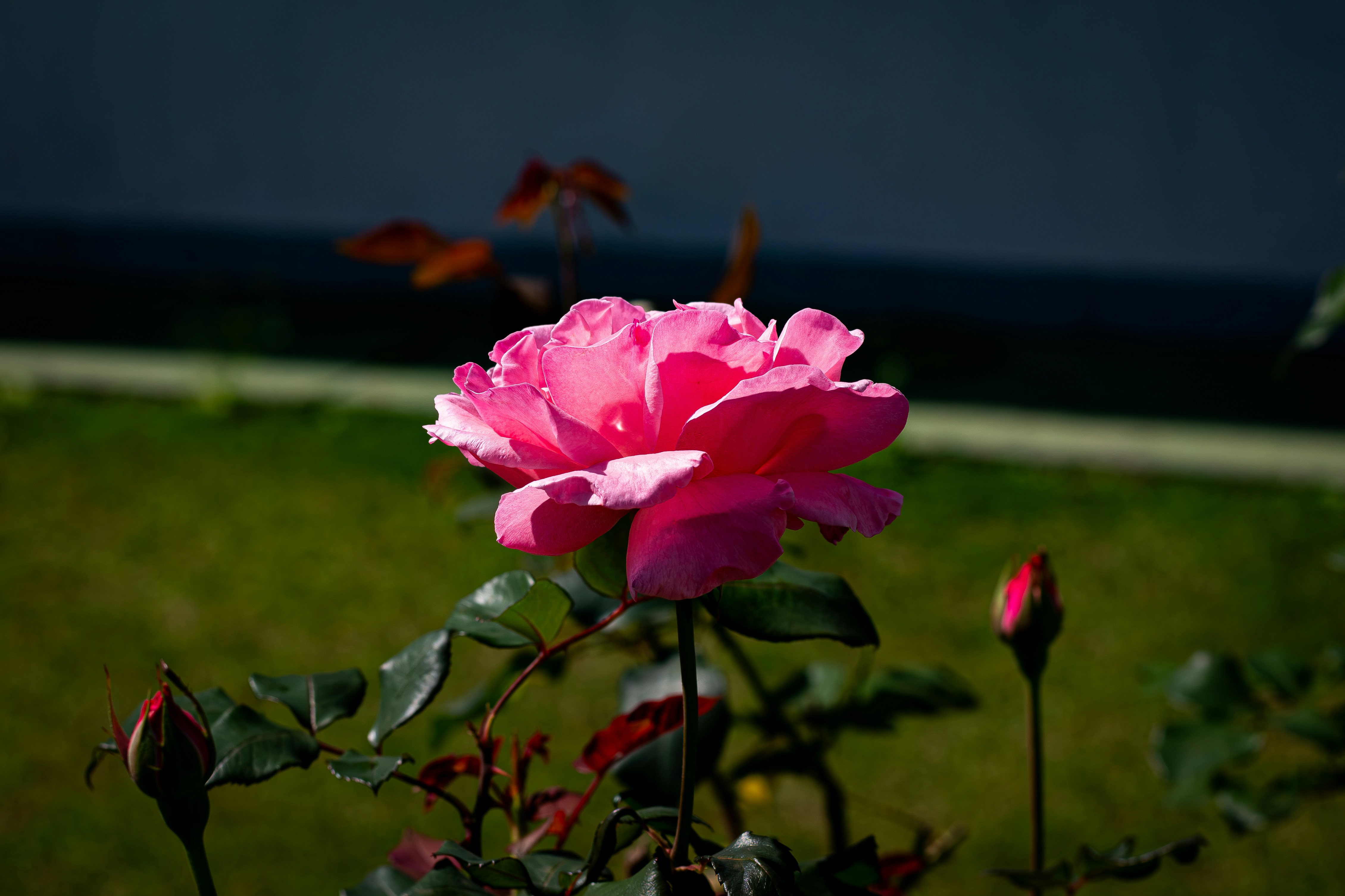 Rose in a Quiet Garden: A Quiet Bloom in Focus