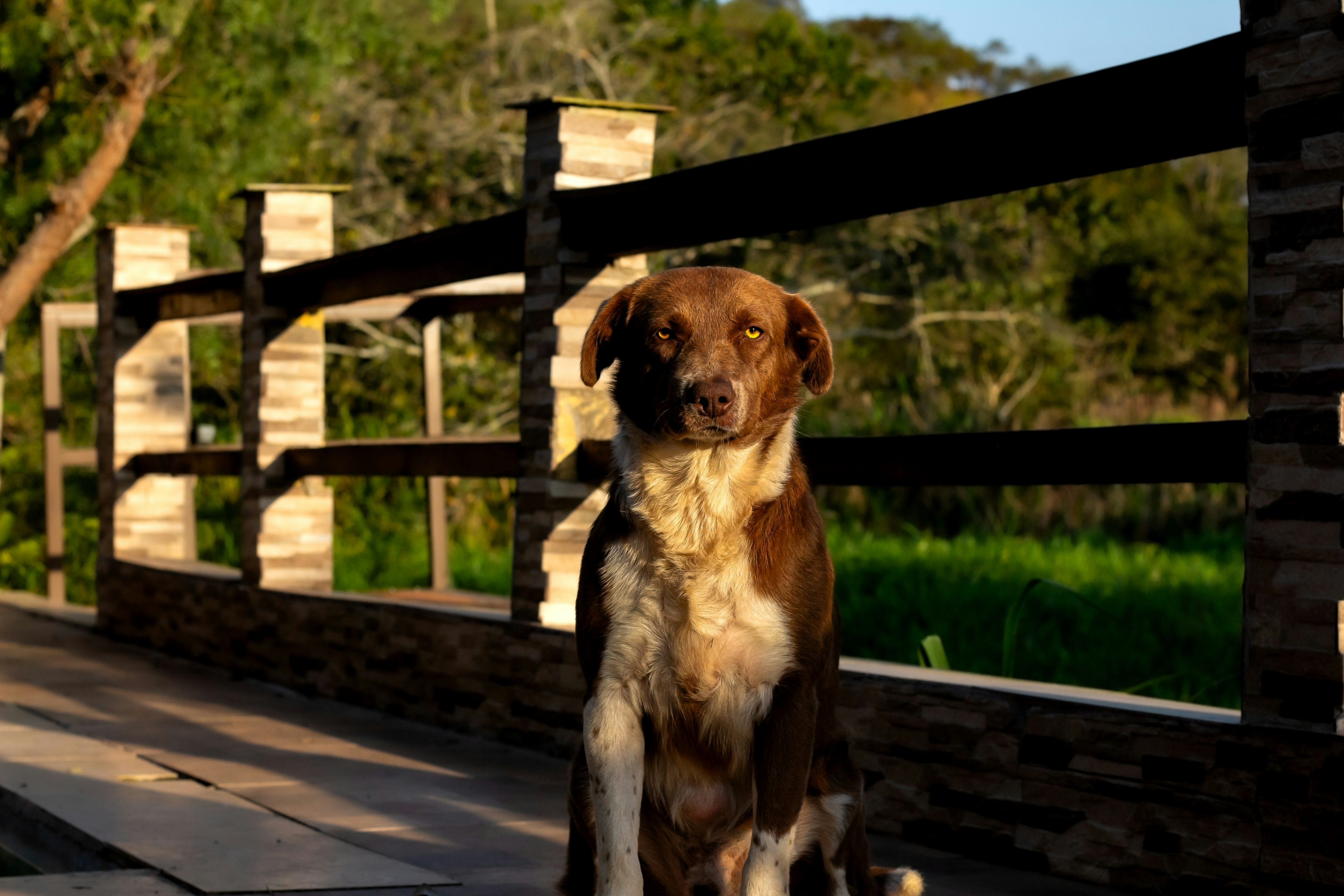 Sunlit Border Collie Mix on a Wooden Terrace