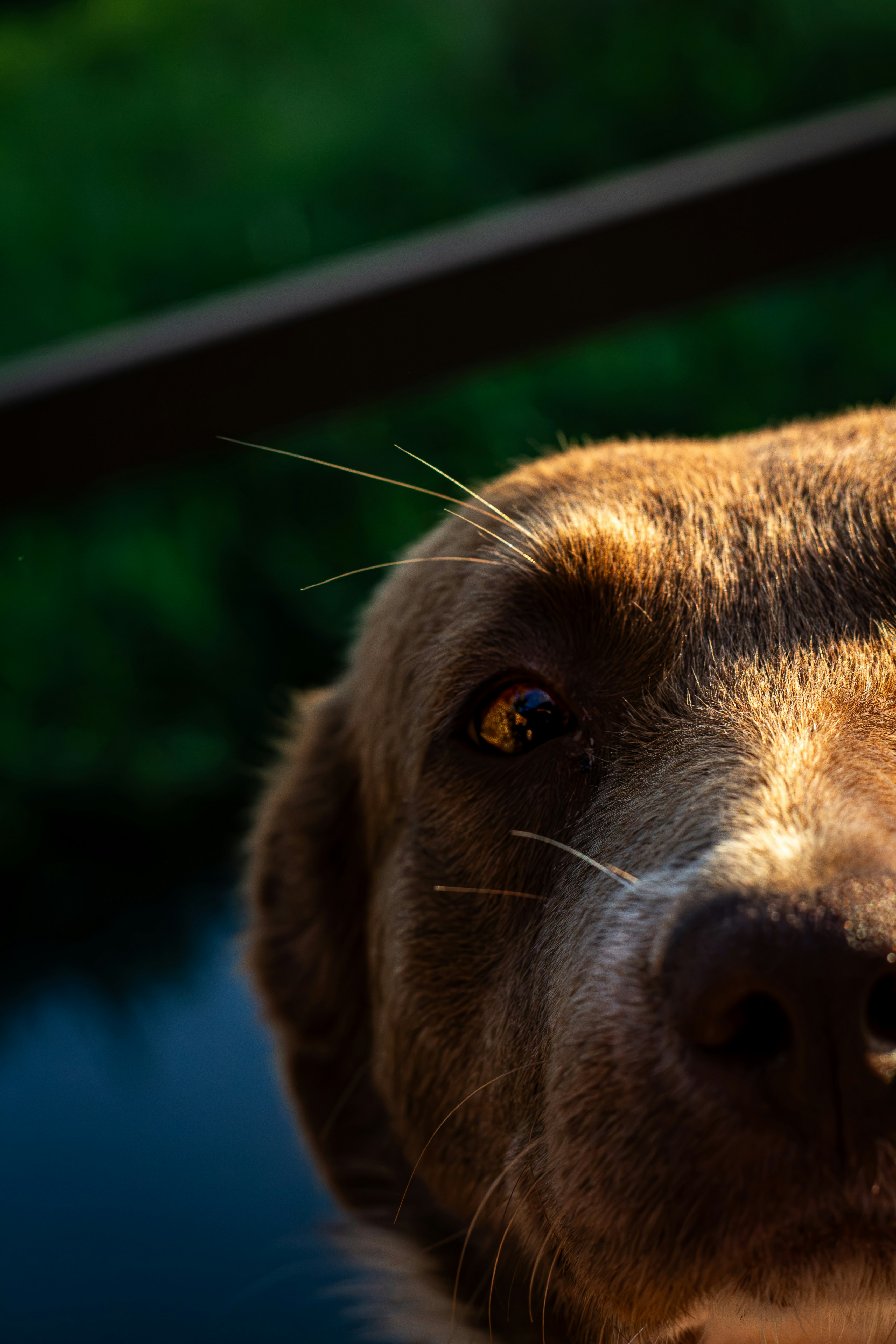 Half-Open Gaze: Close-Up of a Dog’s Eye in warm Side Light