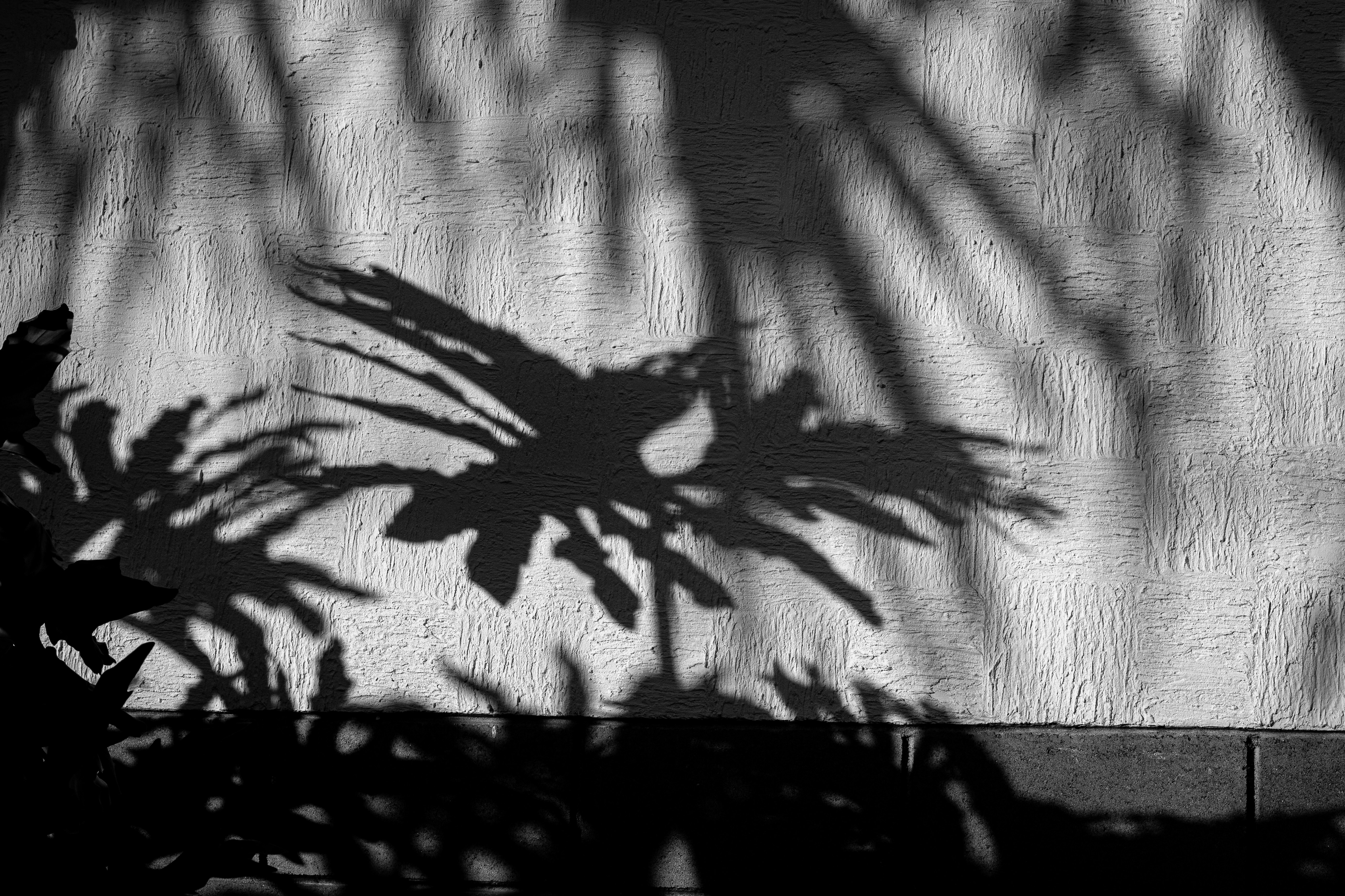 Shadow Ballet on a White Wall