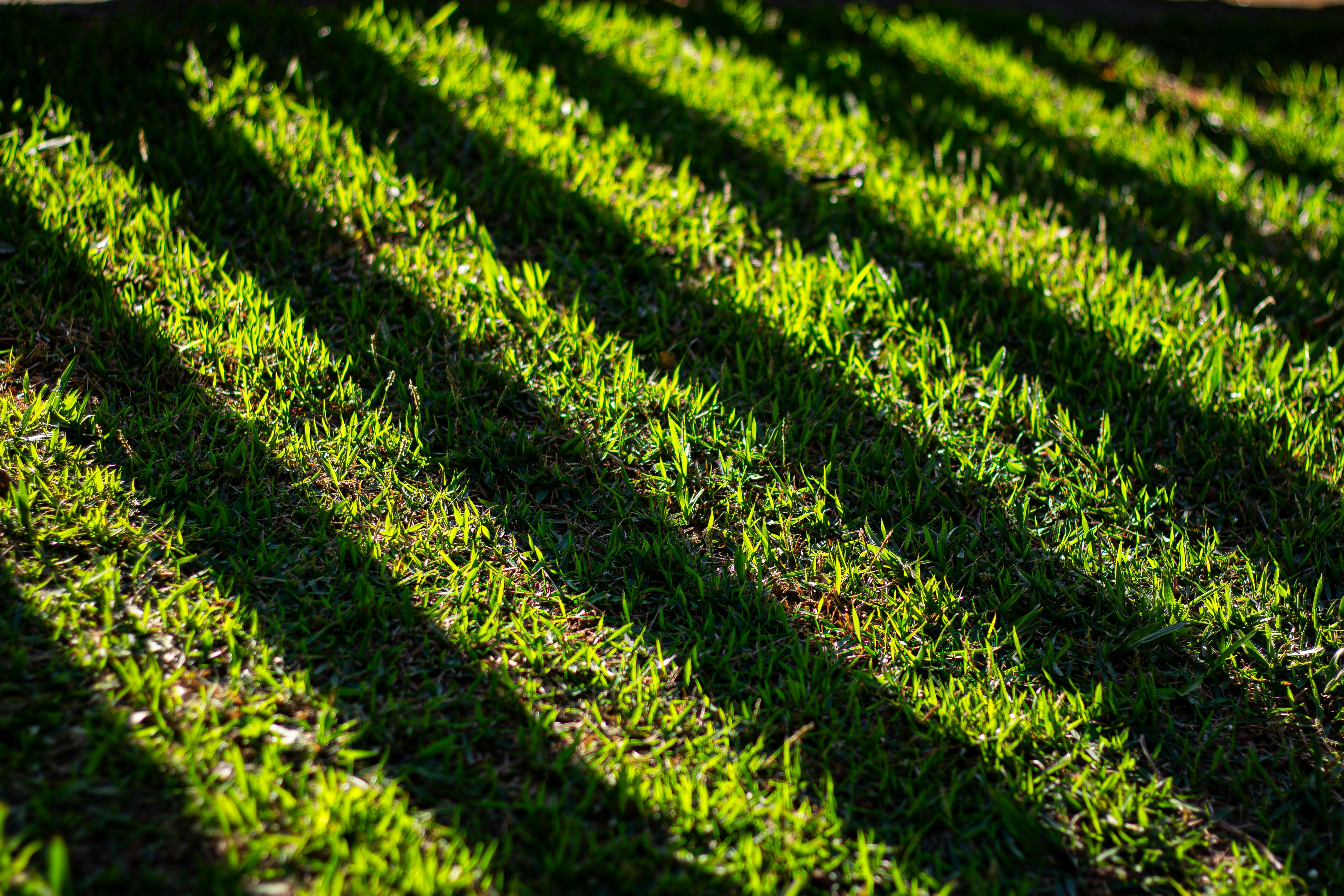 Sunlit Grass Tapestry: Diagonal Shadows Across Fresh Growth