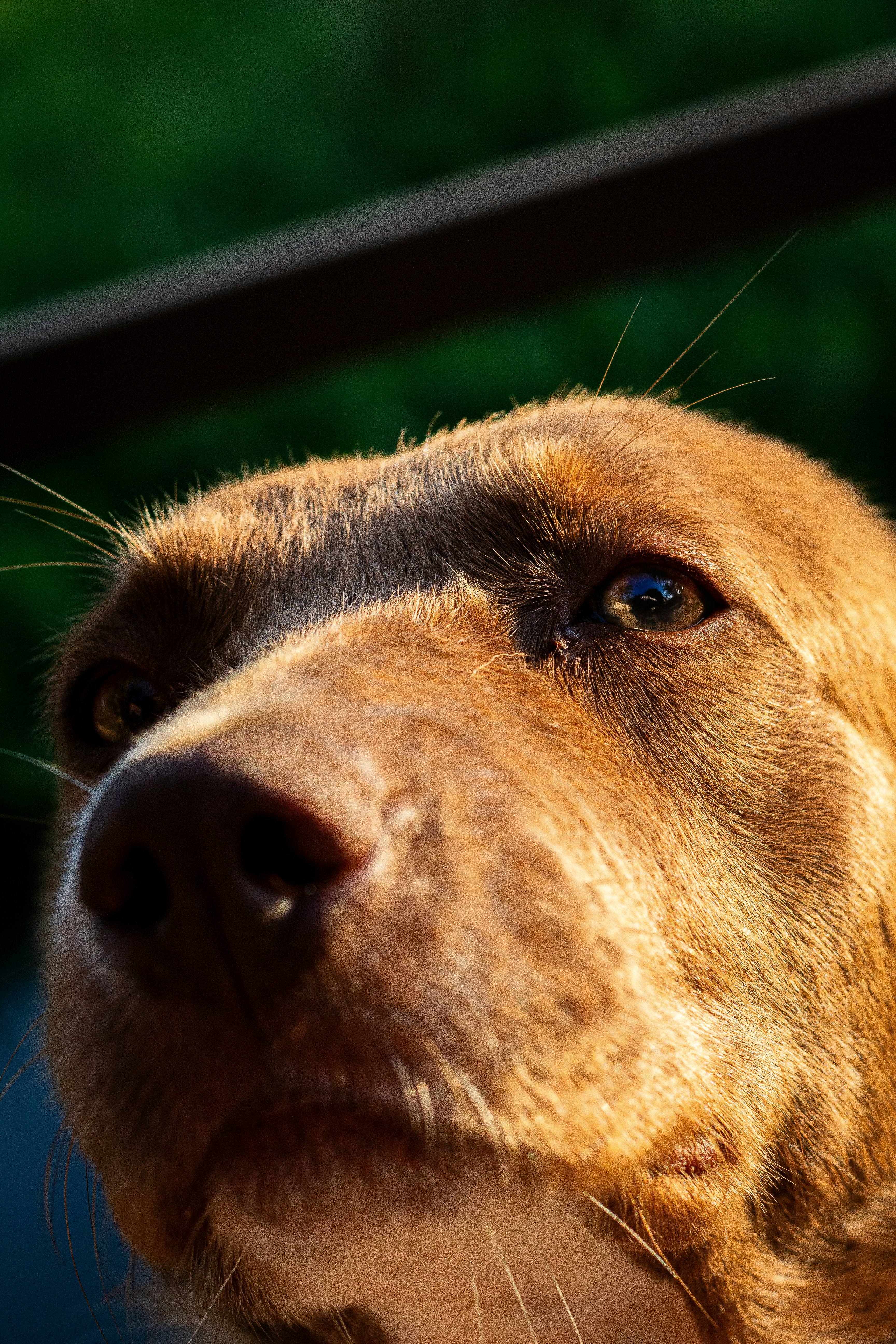 Upclose Gaze: A Furry Perspective