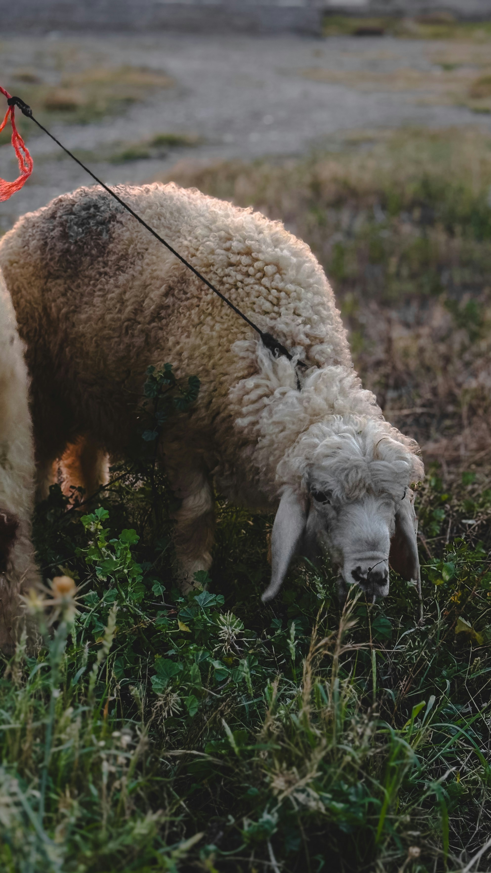 A woolly sheep grazes in a grassy meadow, tethered by a rope against a blurred rural backdrop.