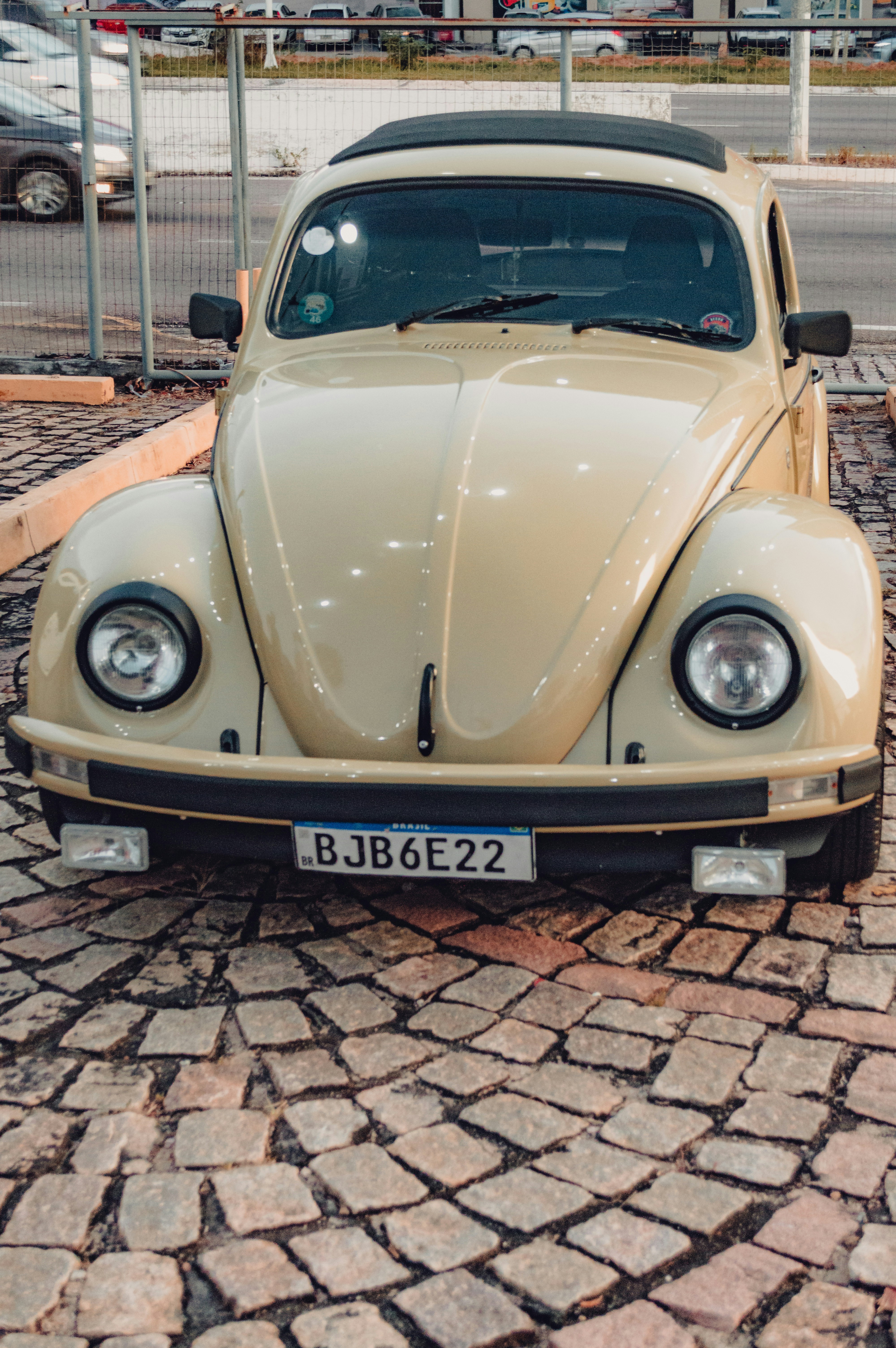 Beige Beetle Resting on Cobblestones