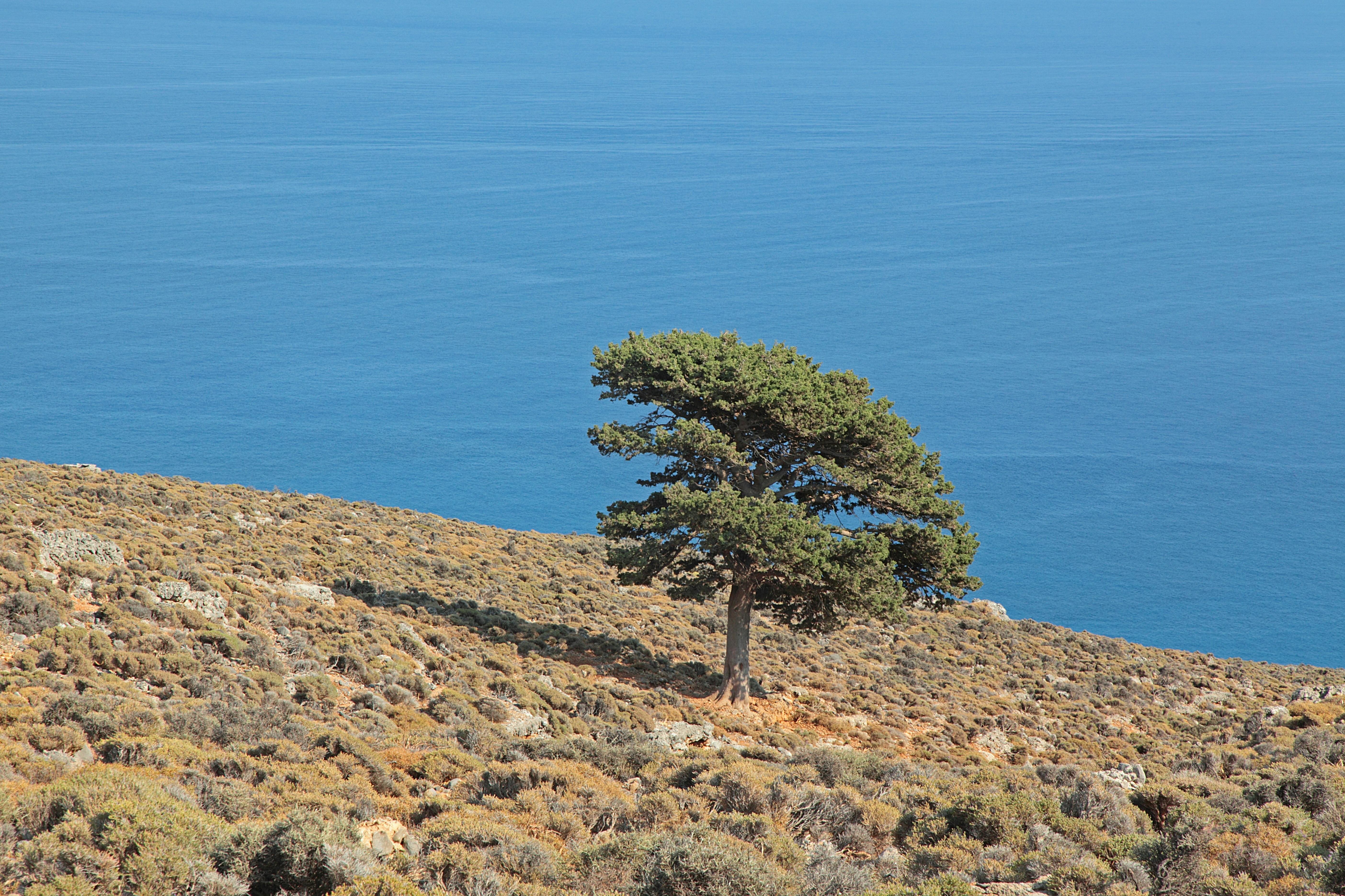 Lone Pine at the Horizon: A Quiet Coastal Slope