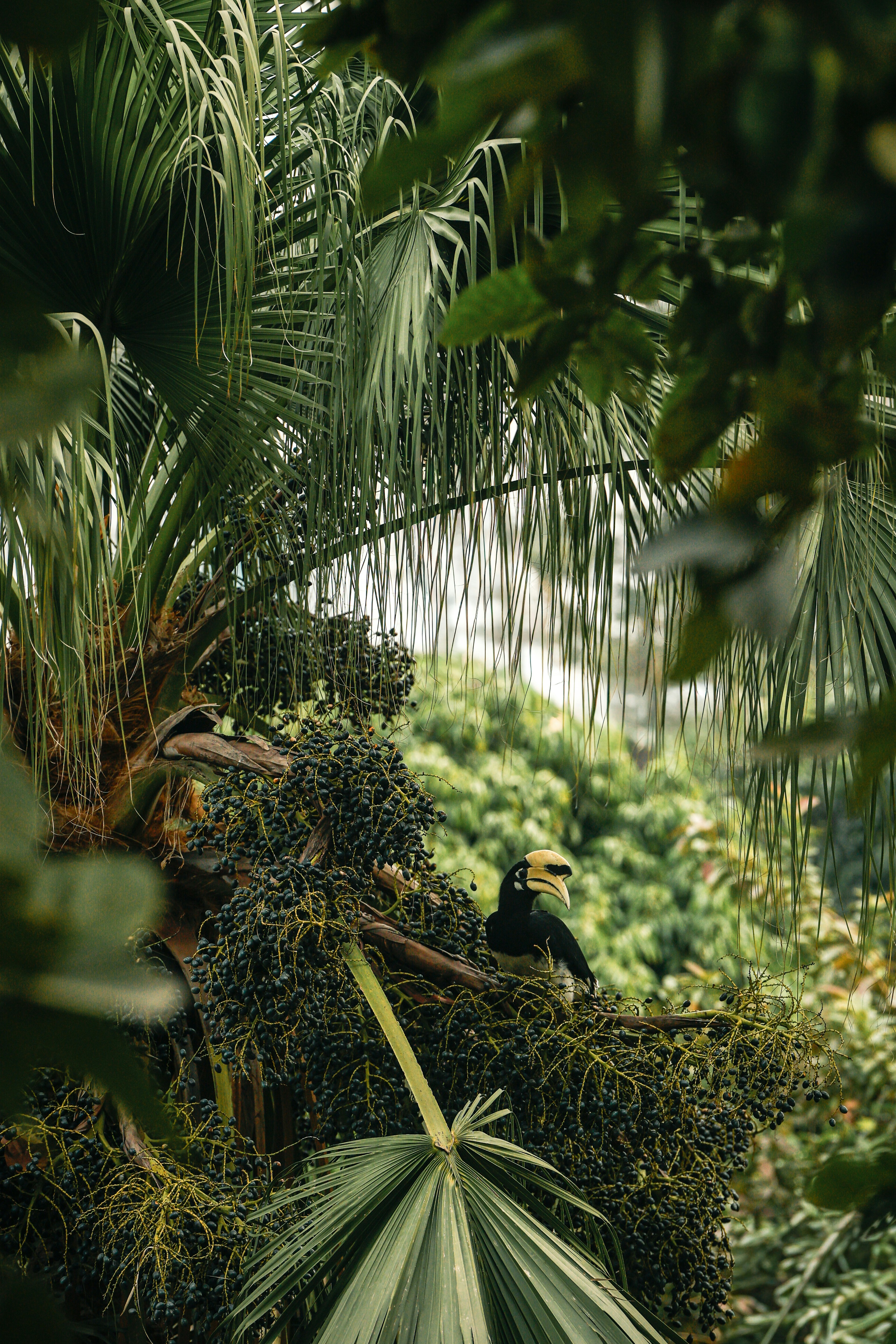 Hidden Kingfisher: A Tropical Perch Amid Sunset Foliage