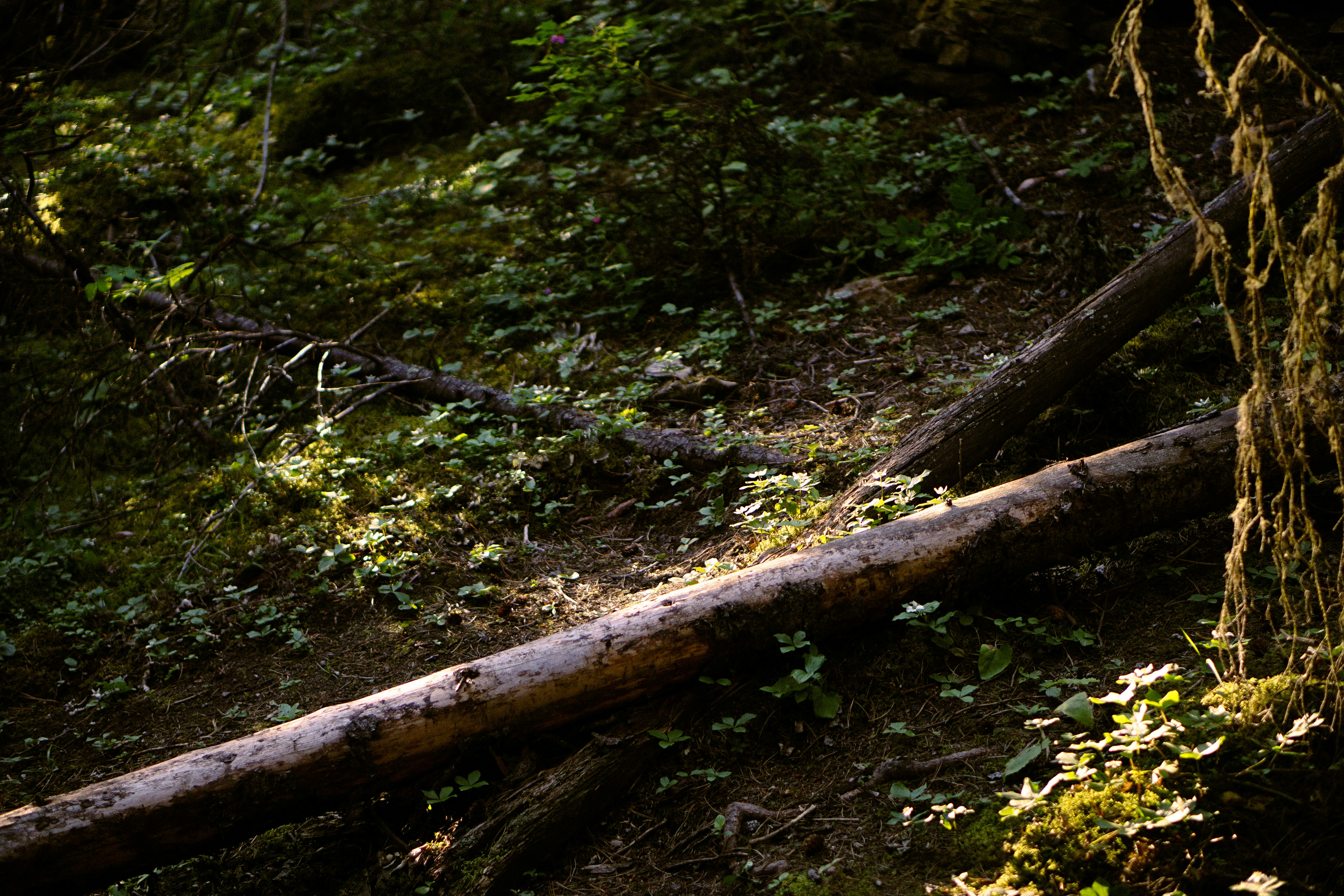  Fallen Cedar Across a Shadowed Forest Floor