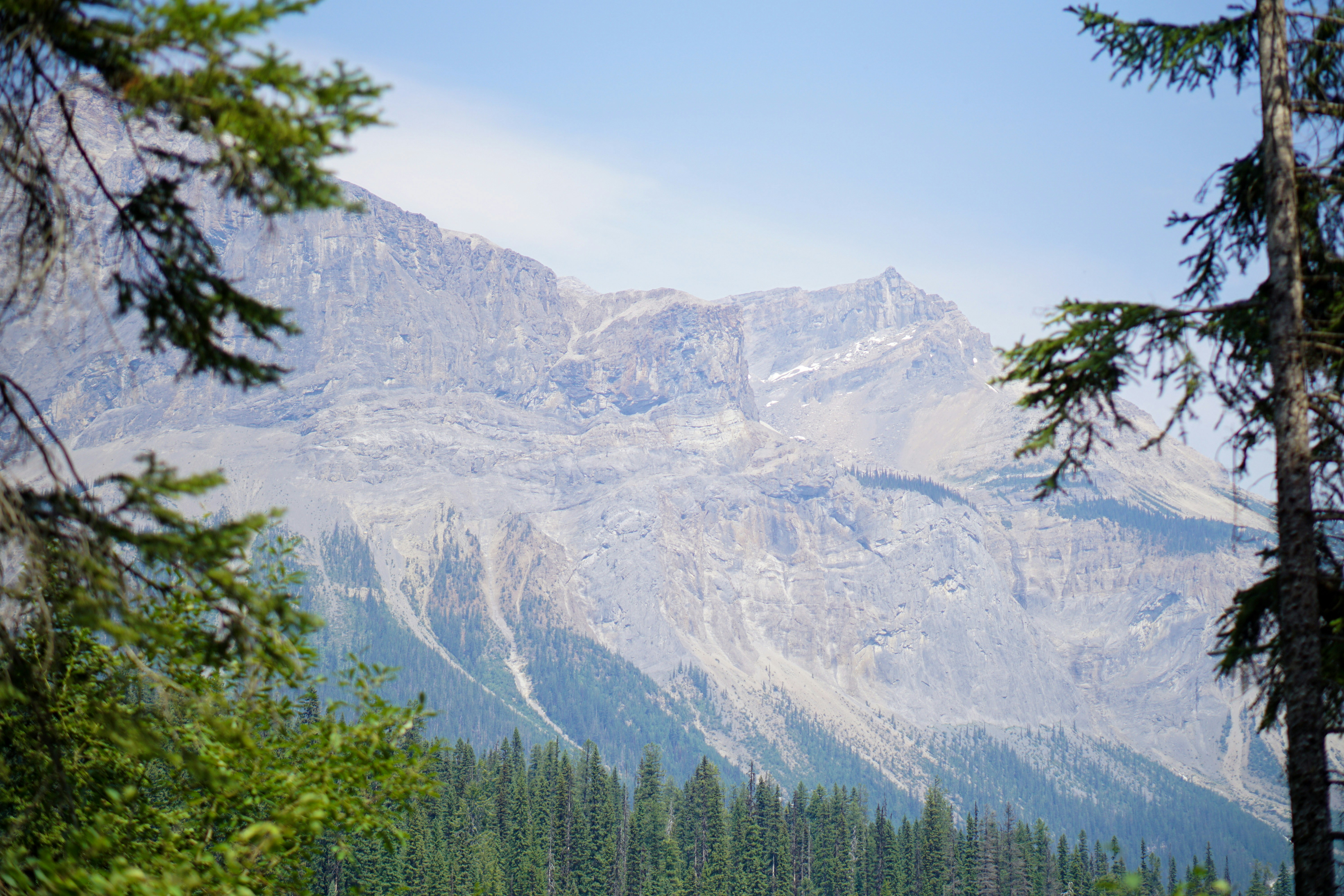Triumphant Ridge: Snow-Capped Peaks Framed by Pine