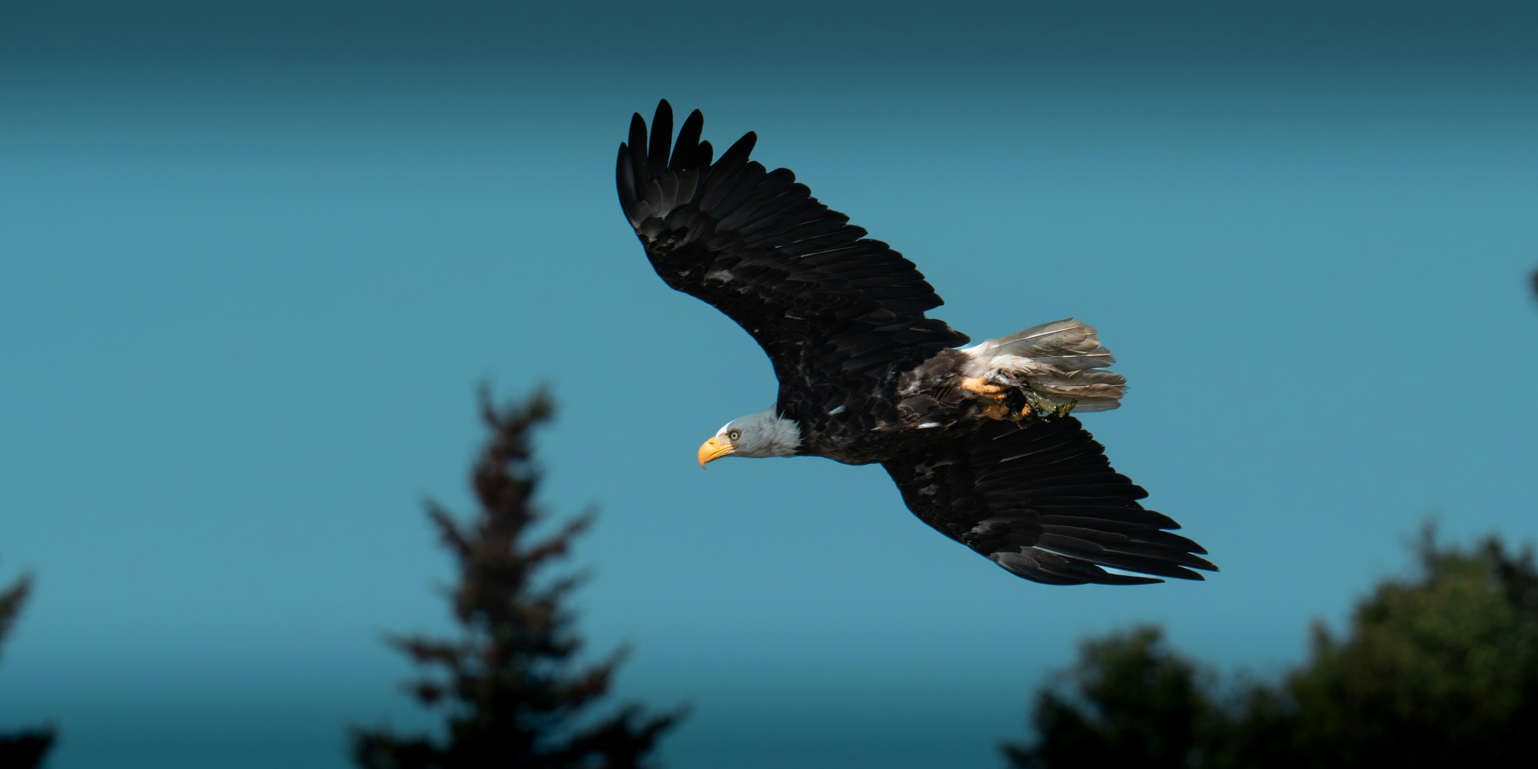 Soaring Sentinel: A Bald Eagle Skims the Blue Horizon