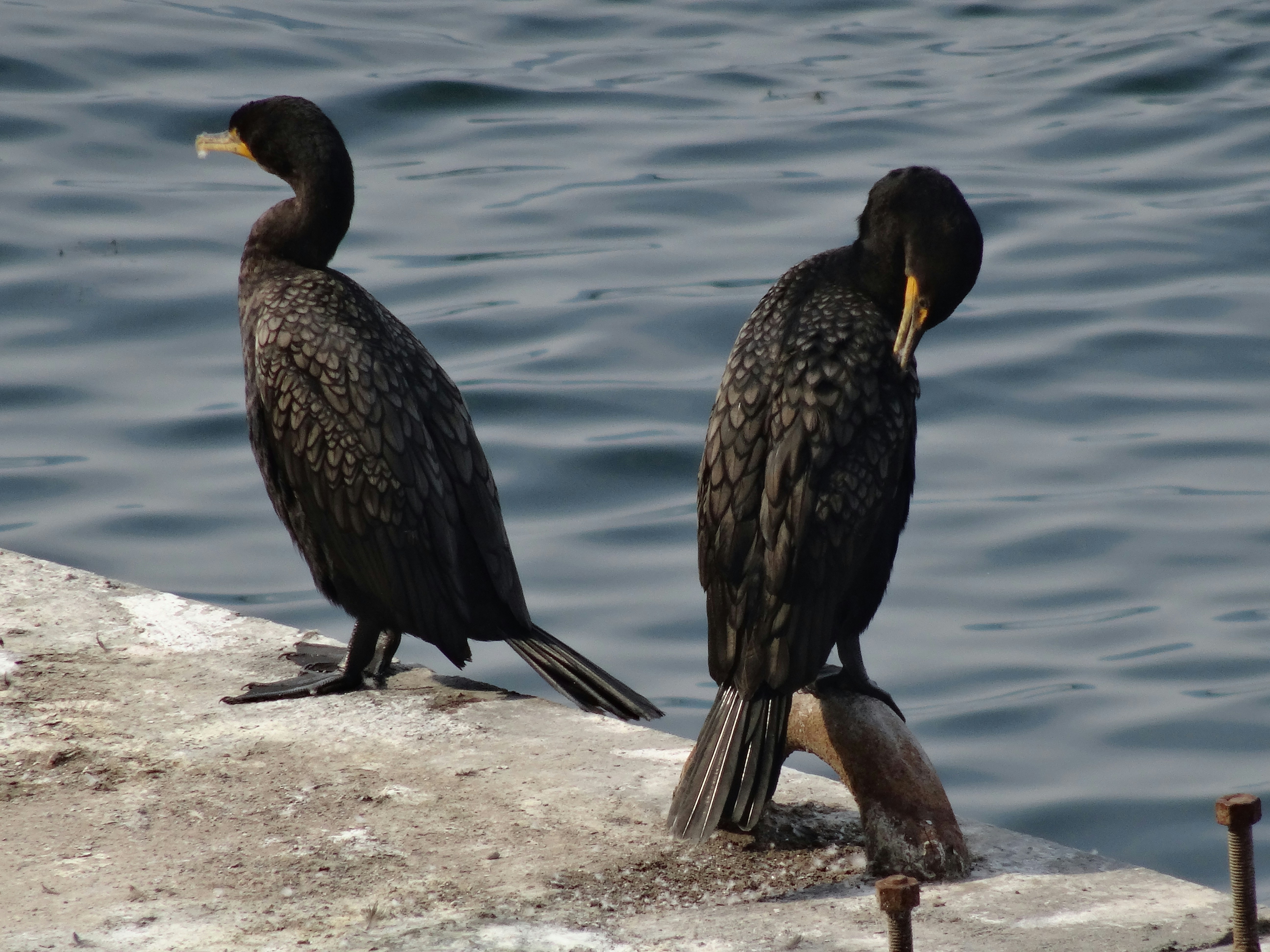 Two Black Birds Perched at the Edge of a Quiet Pier