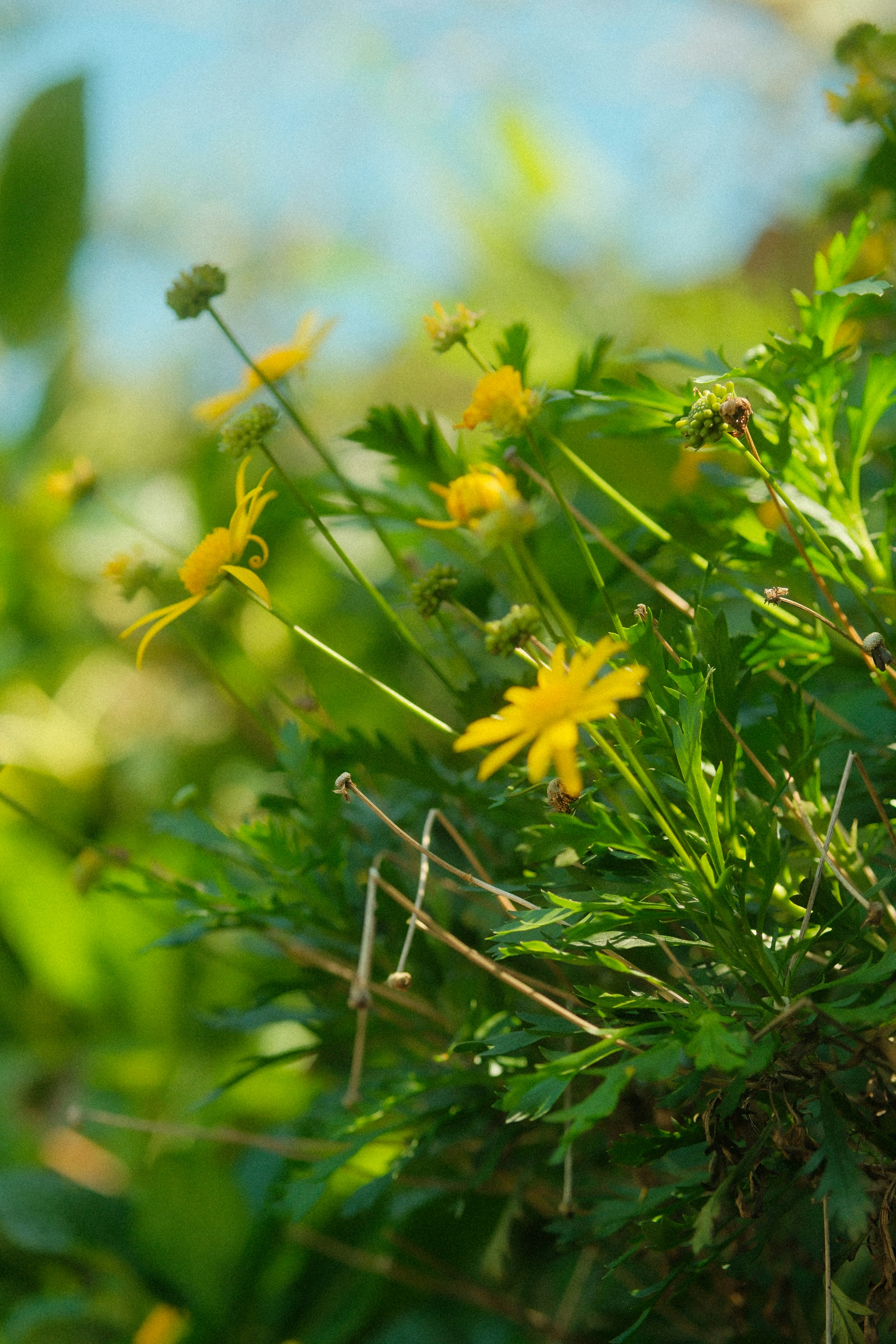 Sunlit Yellow Blooms in a Dappled Garden