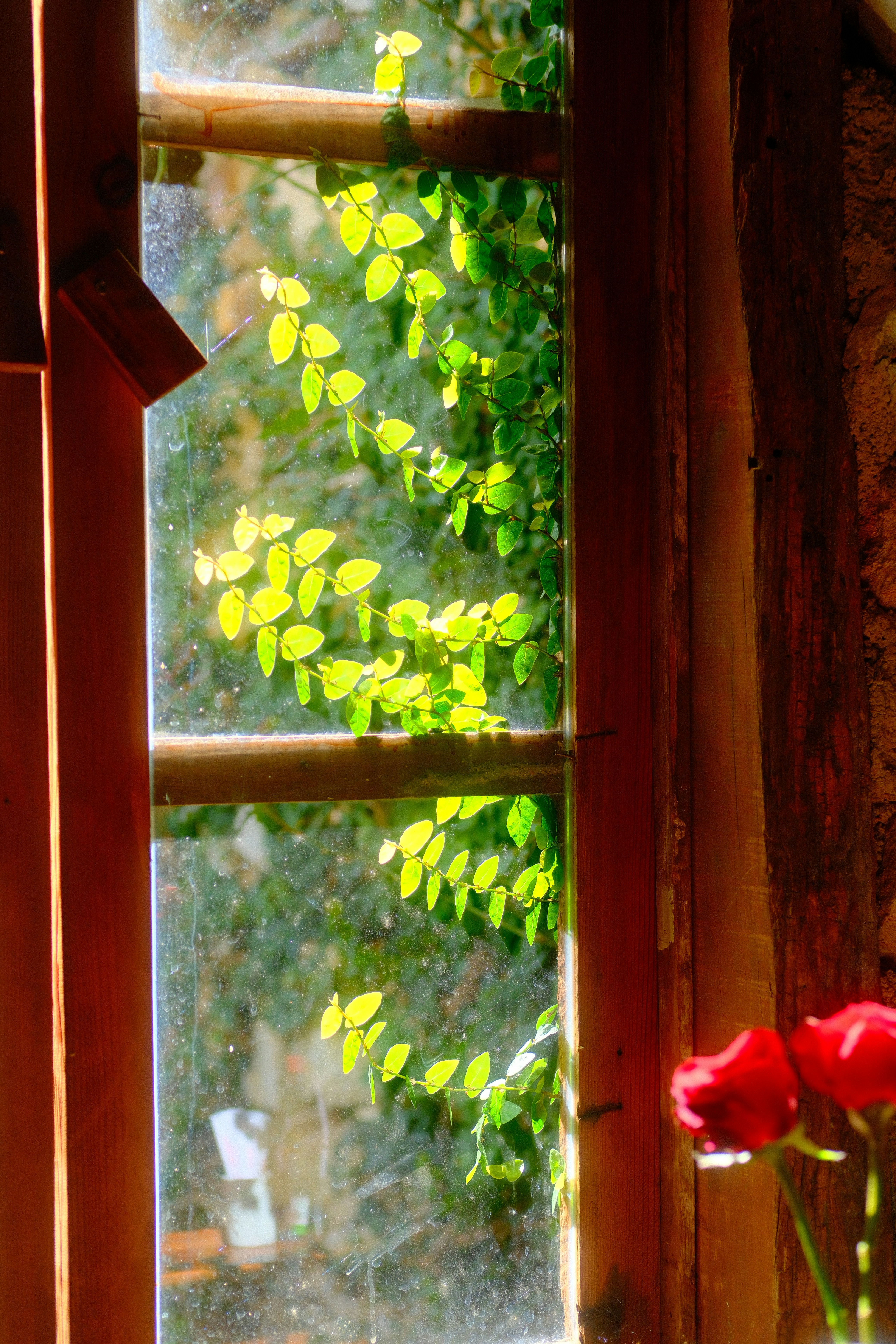 Sunlit Ferns through a Rustic Window
