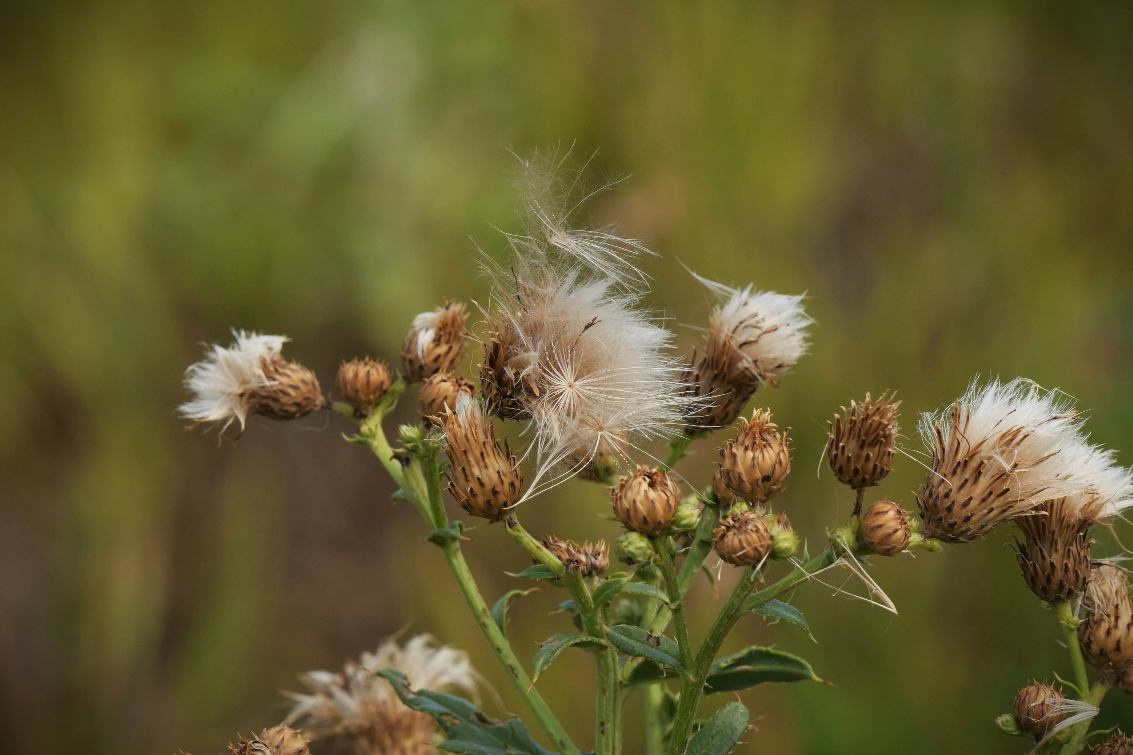 Fluffy seedheads in a sunlit meadow