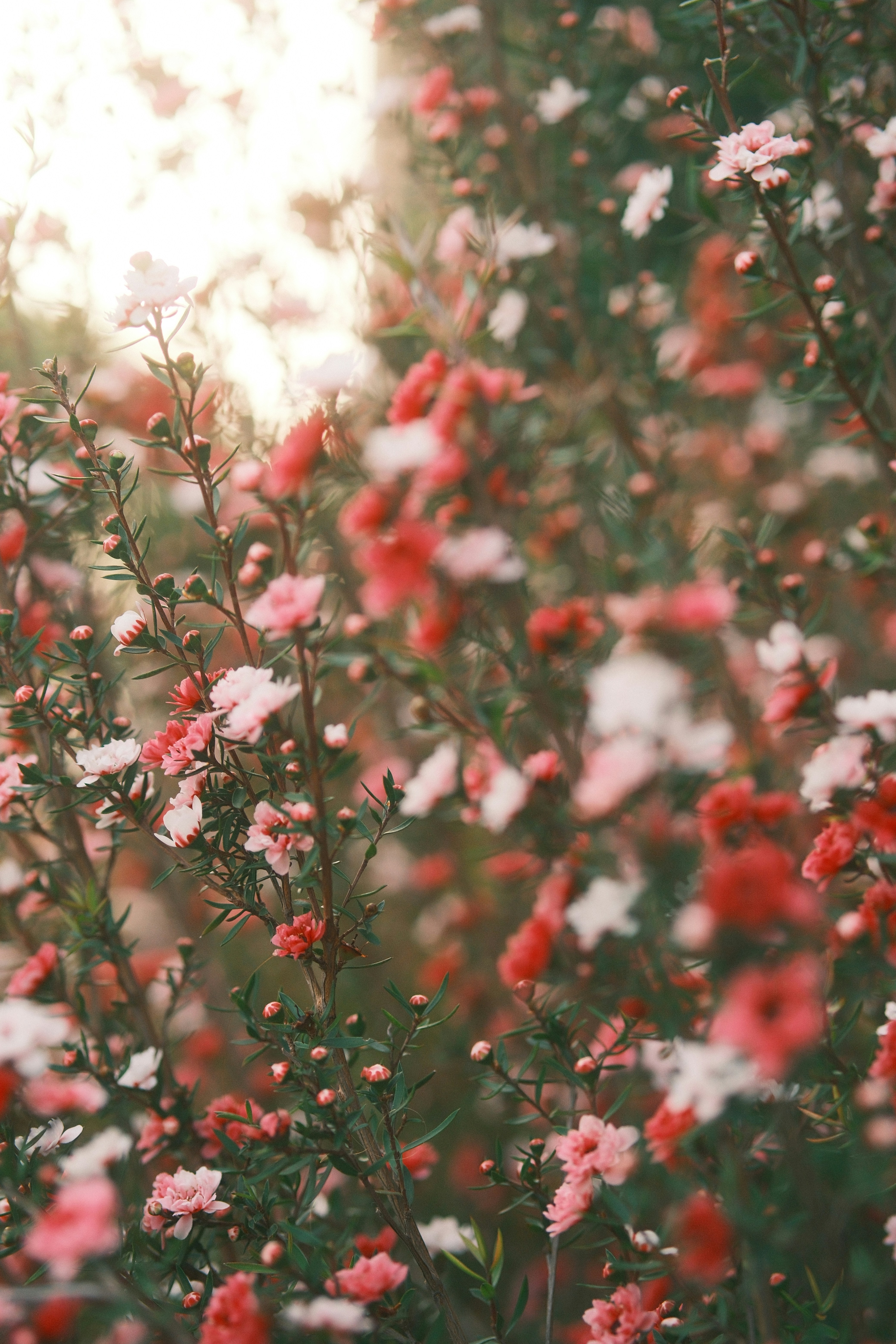 Soft Morning Light Through Pink Blooms
