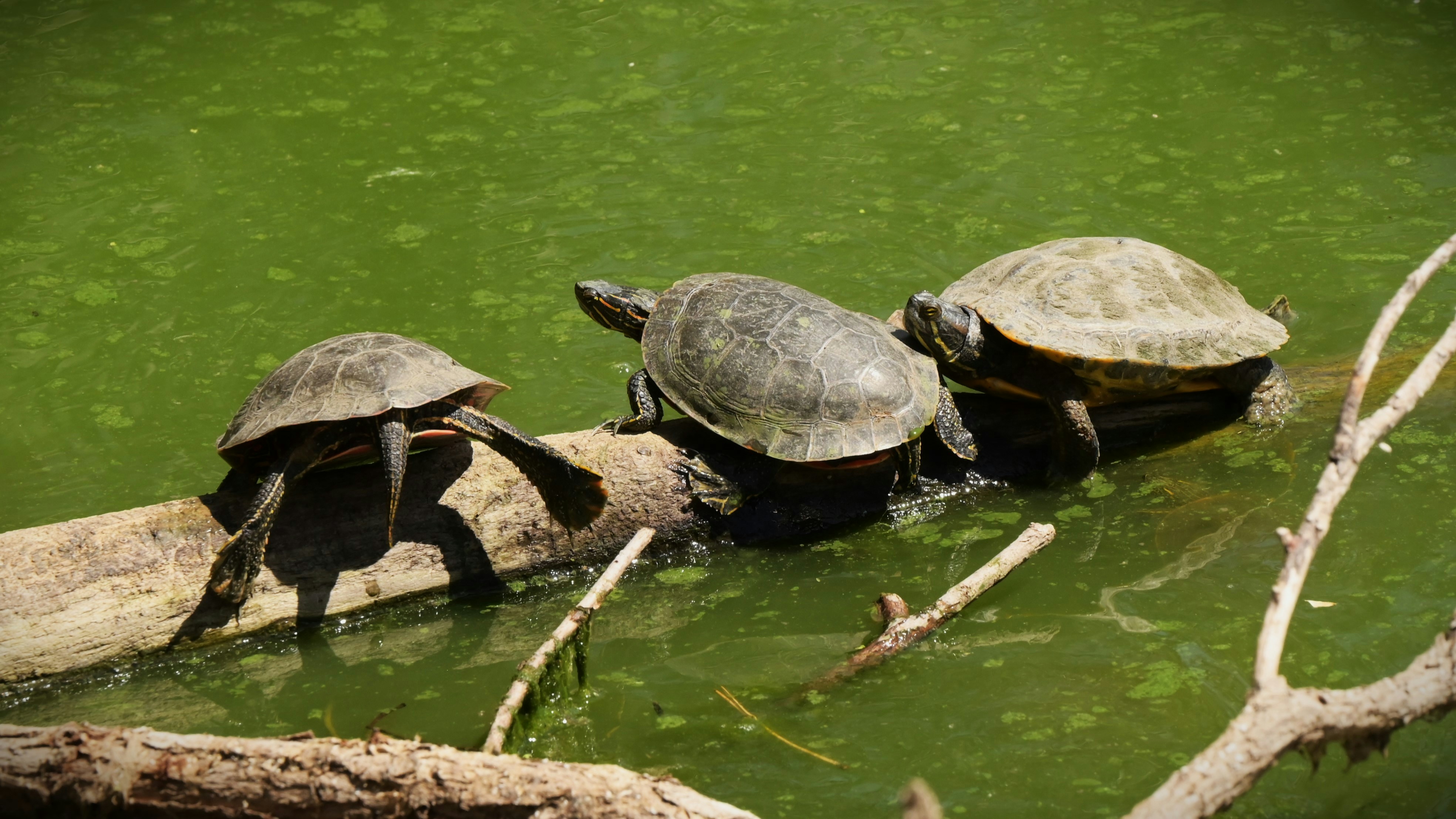 Three turtles Lounge on a Log Above Green Water