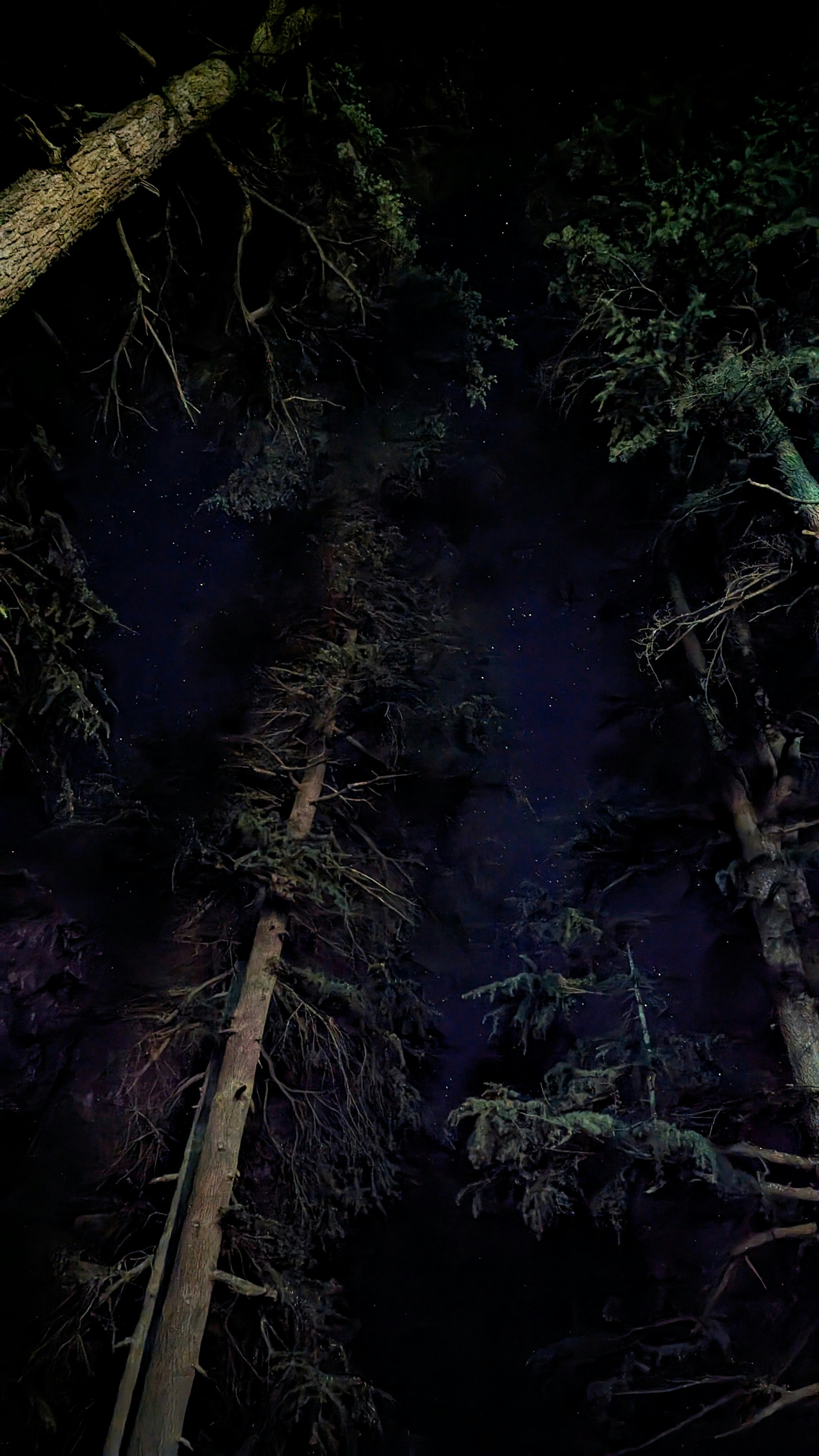 Starfield Between Pines: Night Sky Through Towering Trees
