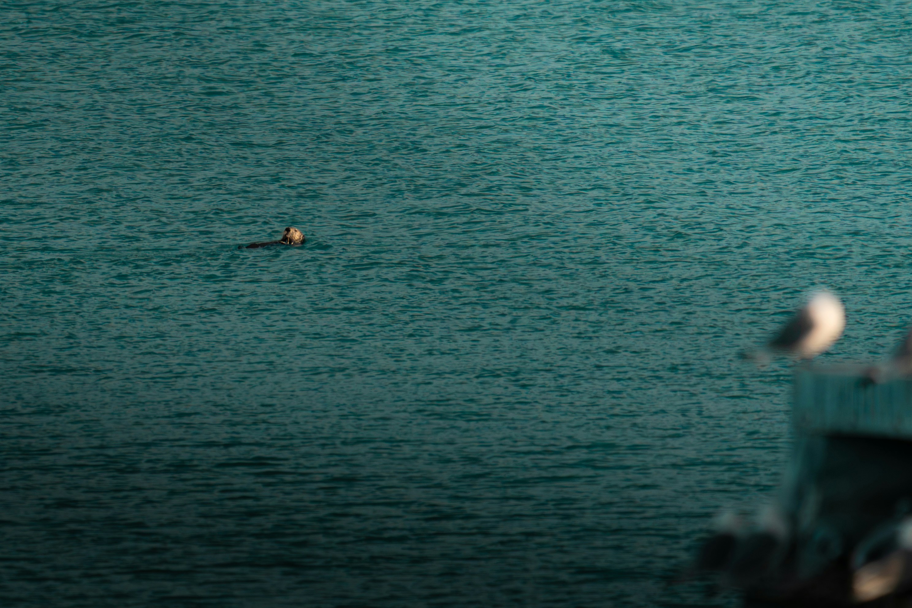 Distant Swimmer in a Quiet Harbor