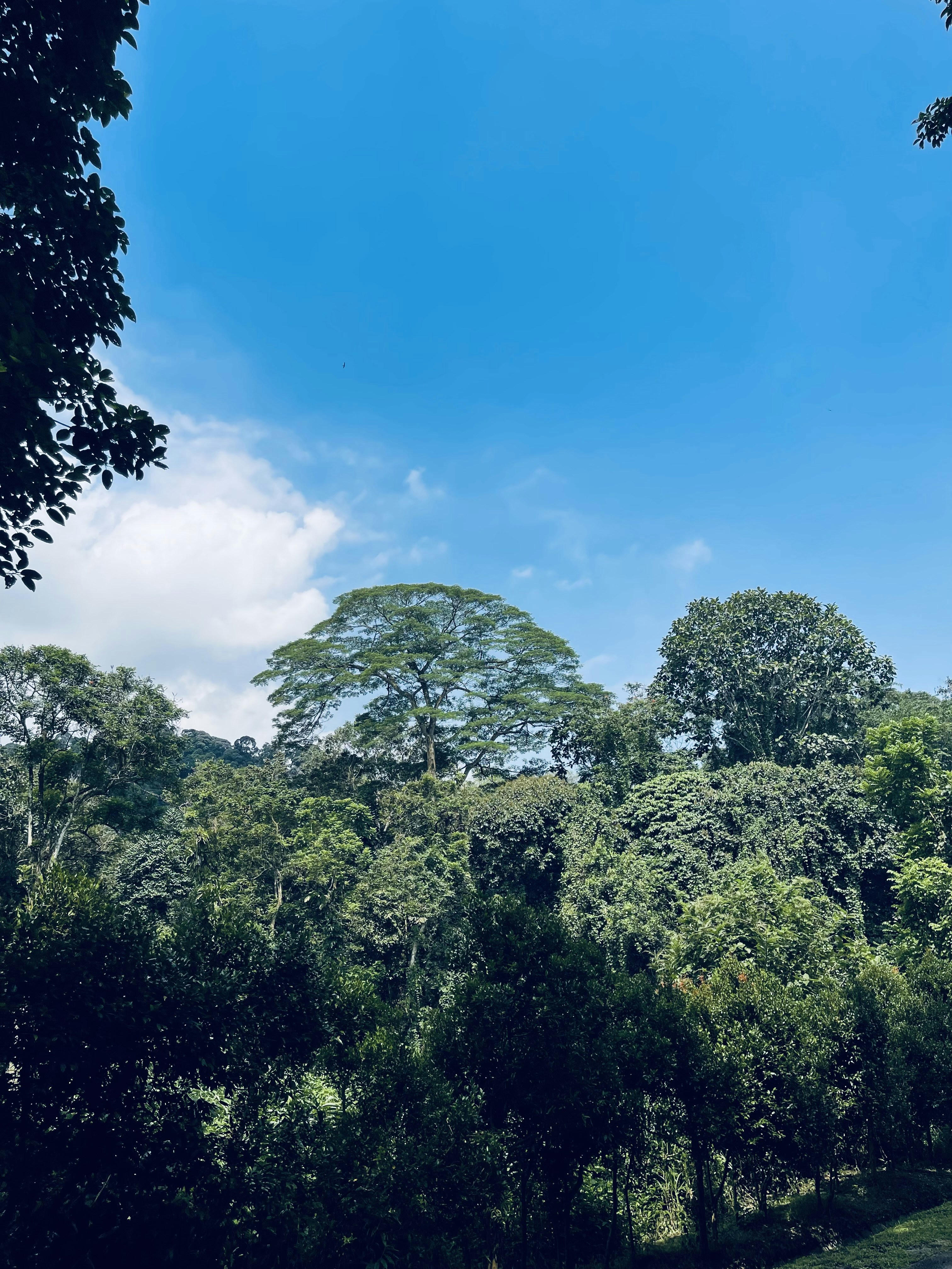 Canopy Crown over a Quiet Ridge