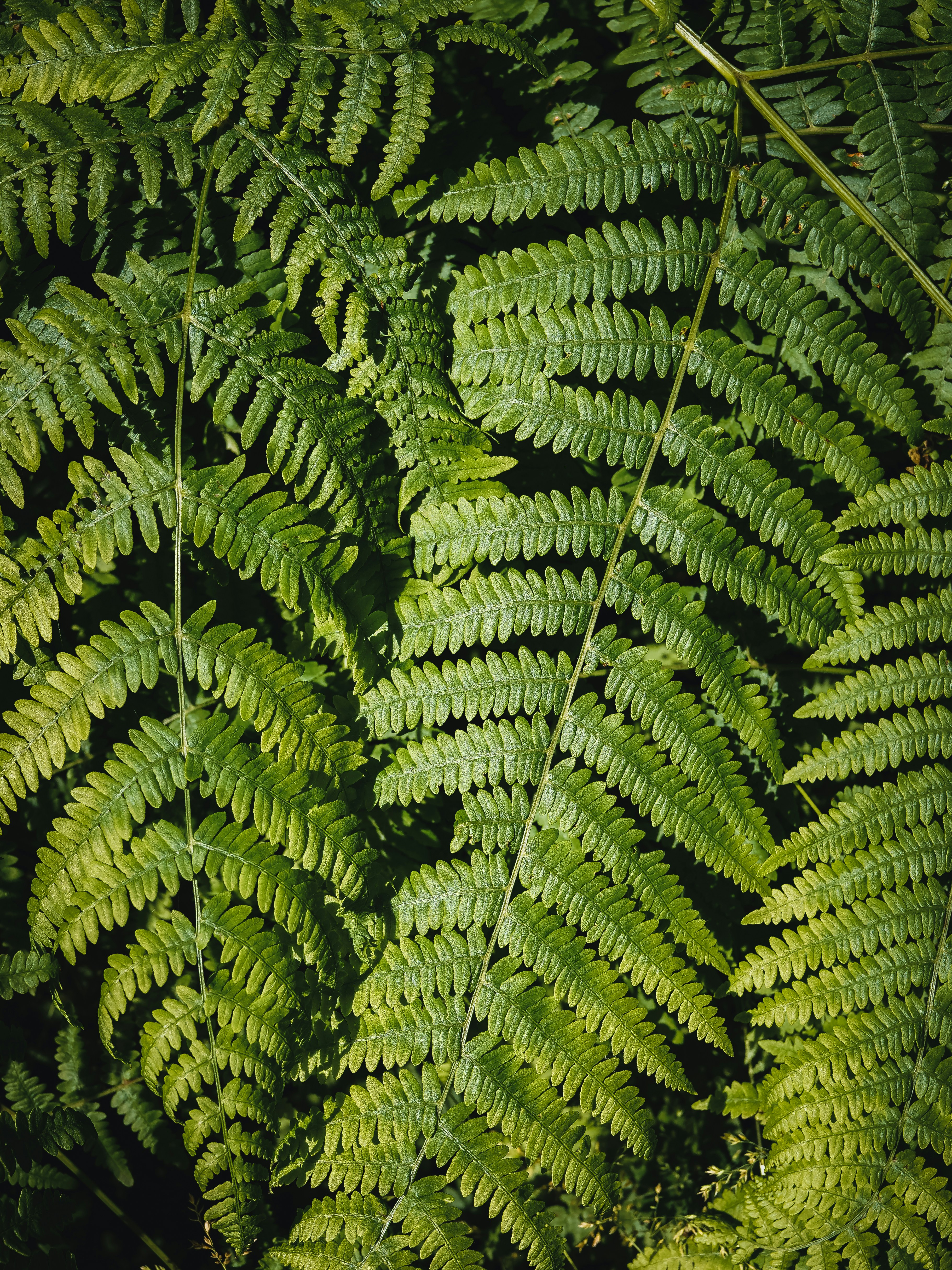 Emerald Fern Arch: Close-up of Fronds in Quiet Green