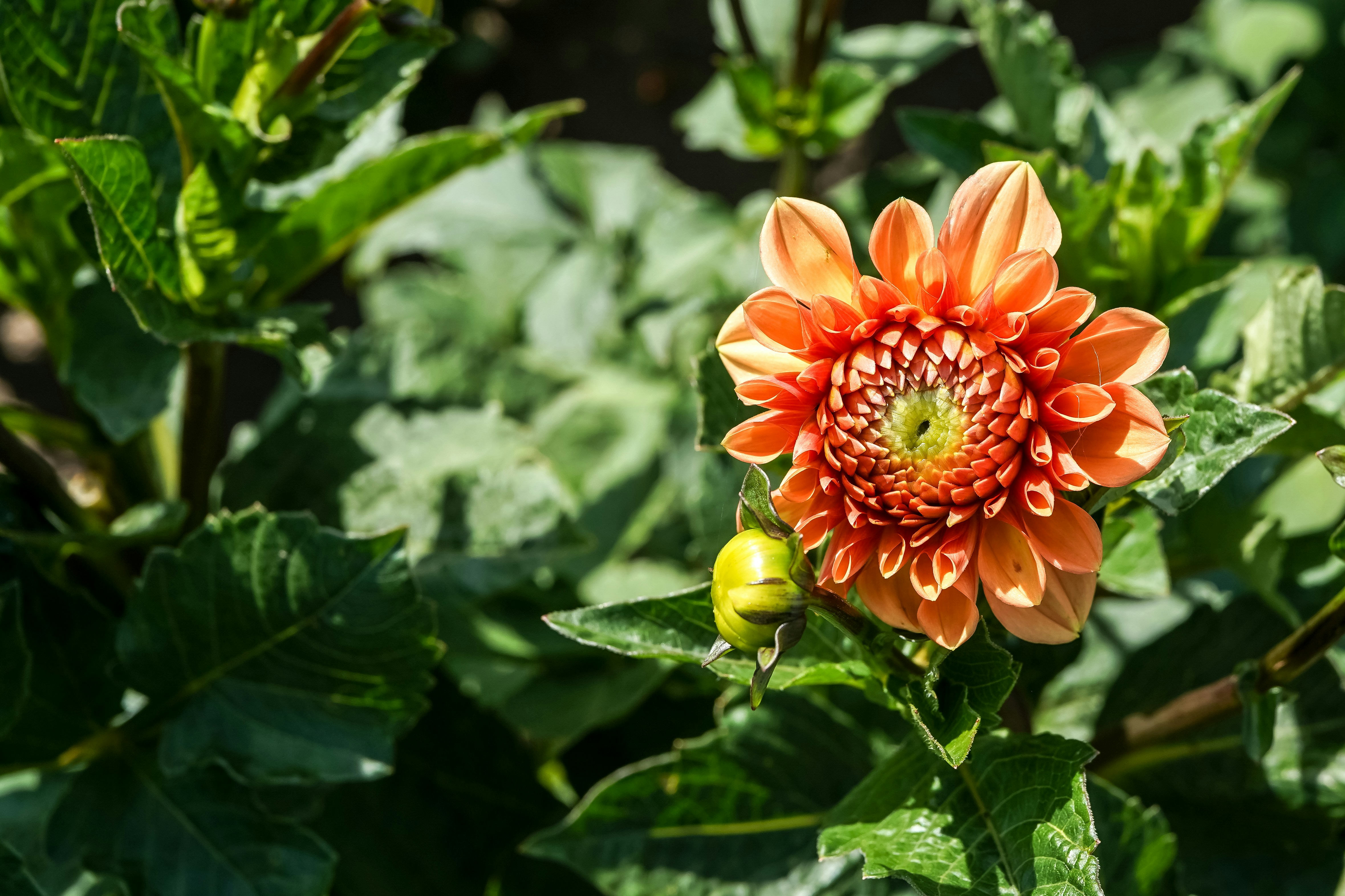 Orange chrysanthemum bloom anchored by glossy green foliage
