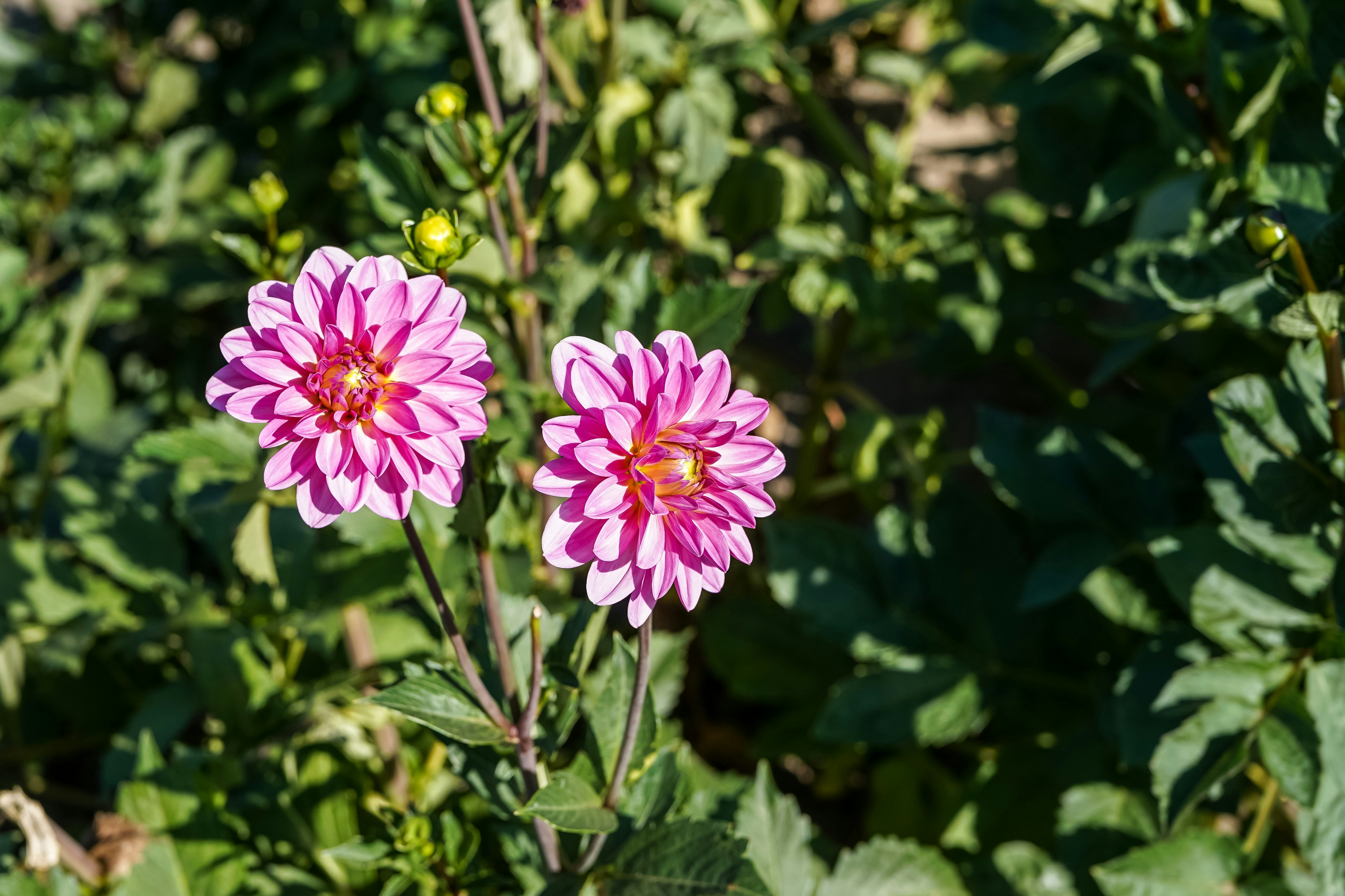 Pink Dahlia Duo in Sunlit Garden