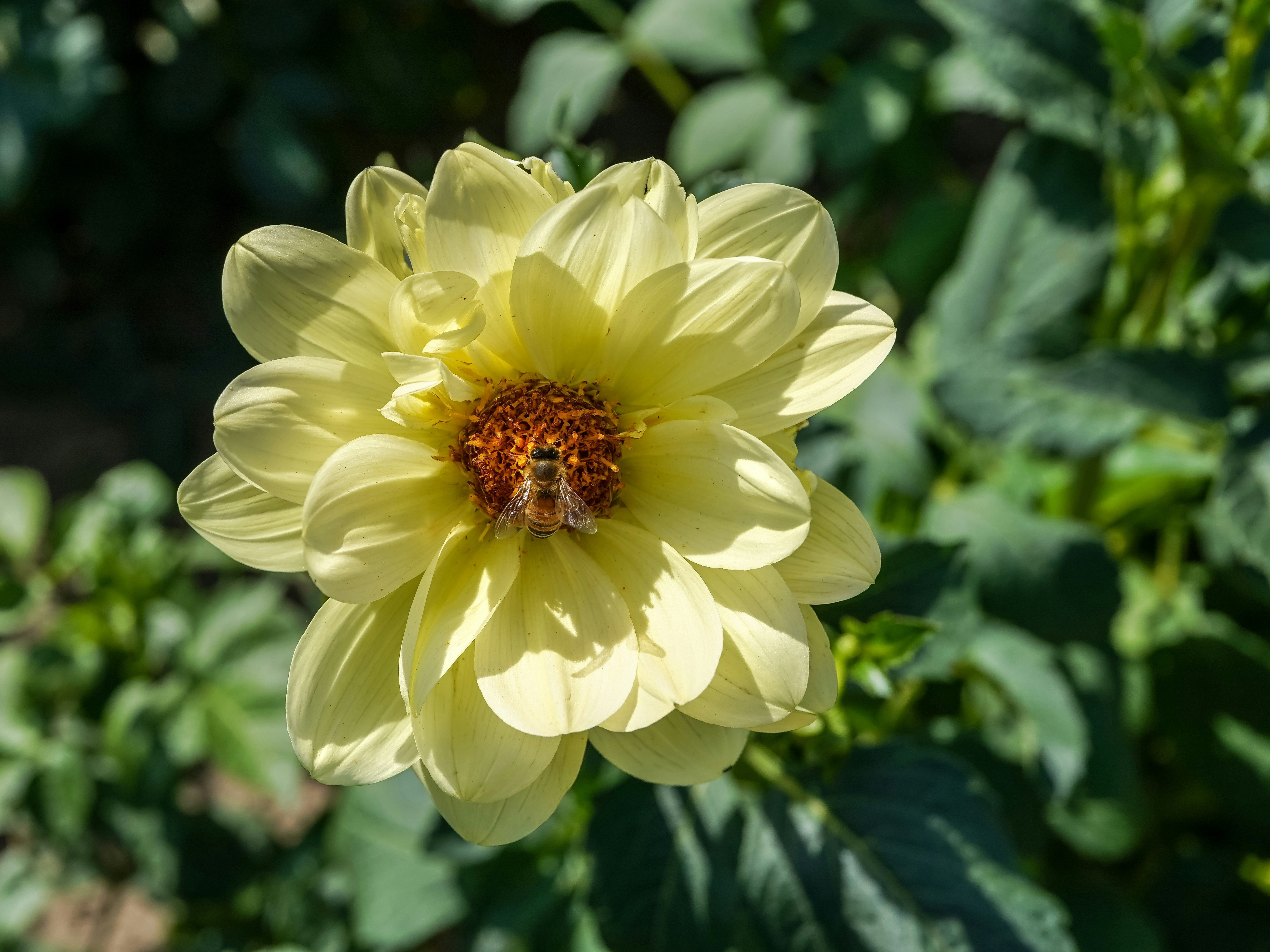Golden Dahlia in Sunlit Garden