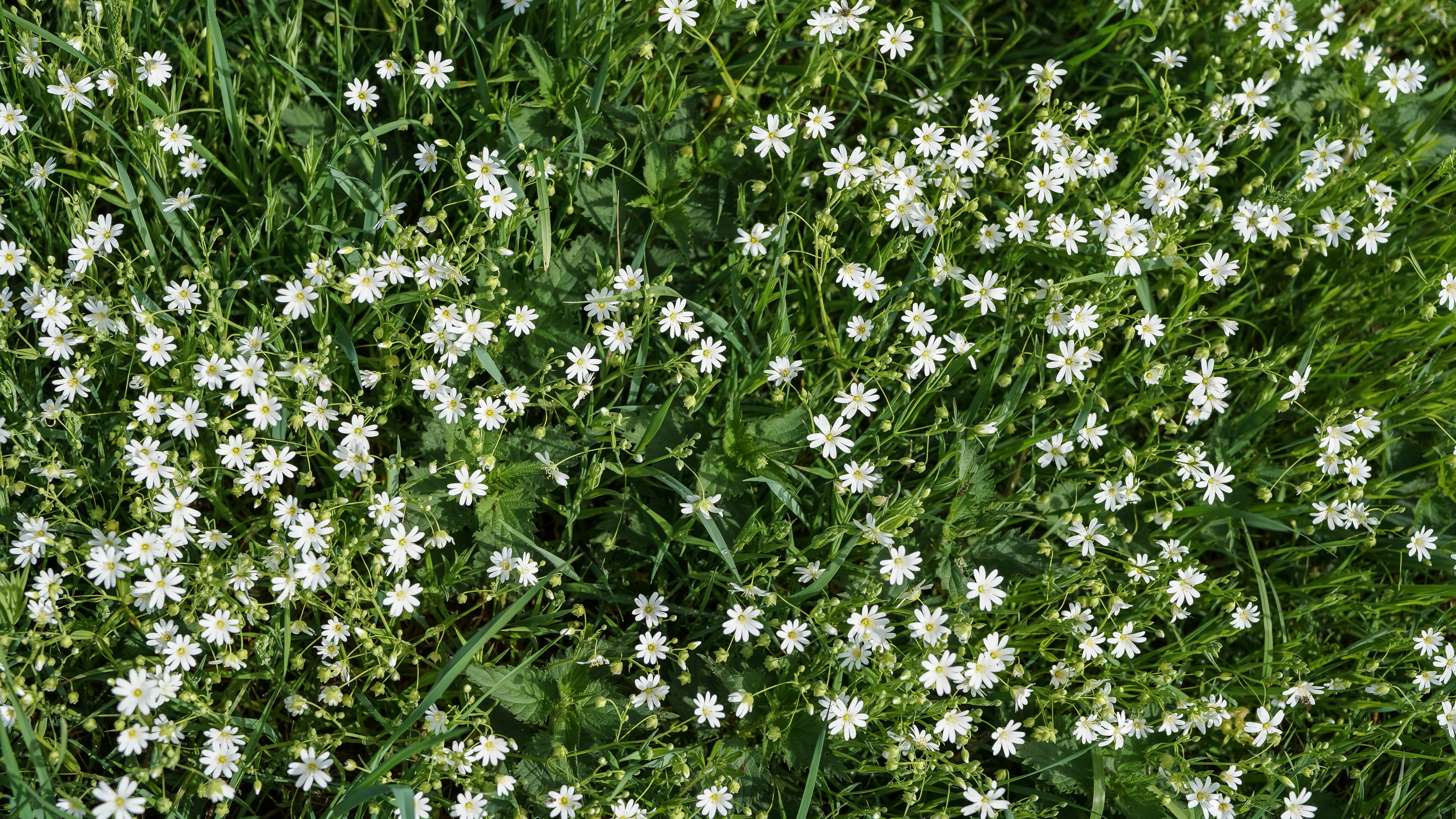 Whispering White: A Field of Tiny Blossoms in Spring-green Sea