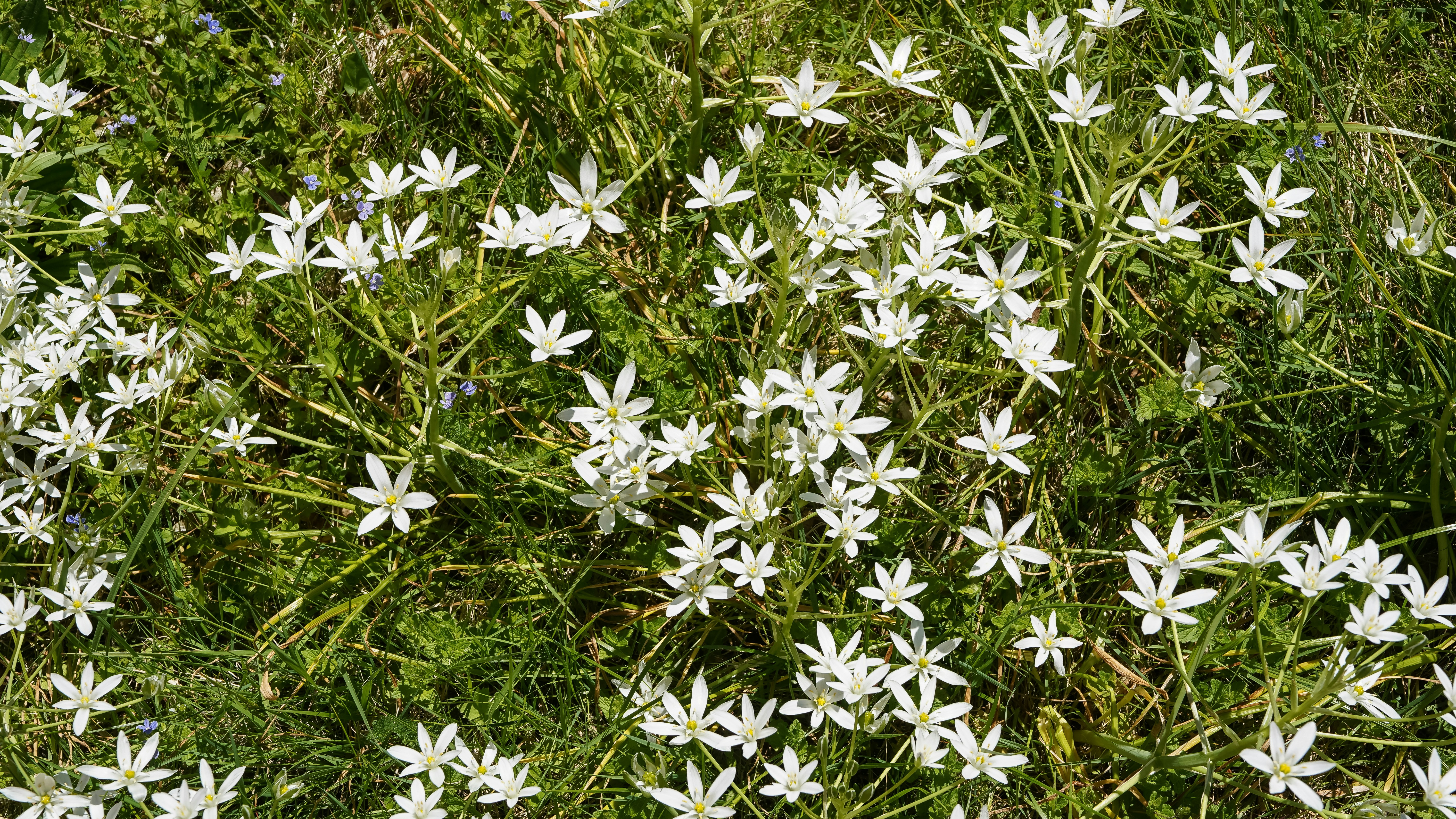 Whispers of White in a Meadow Mosaic