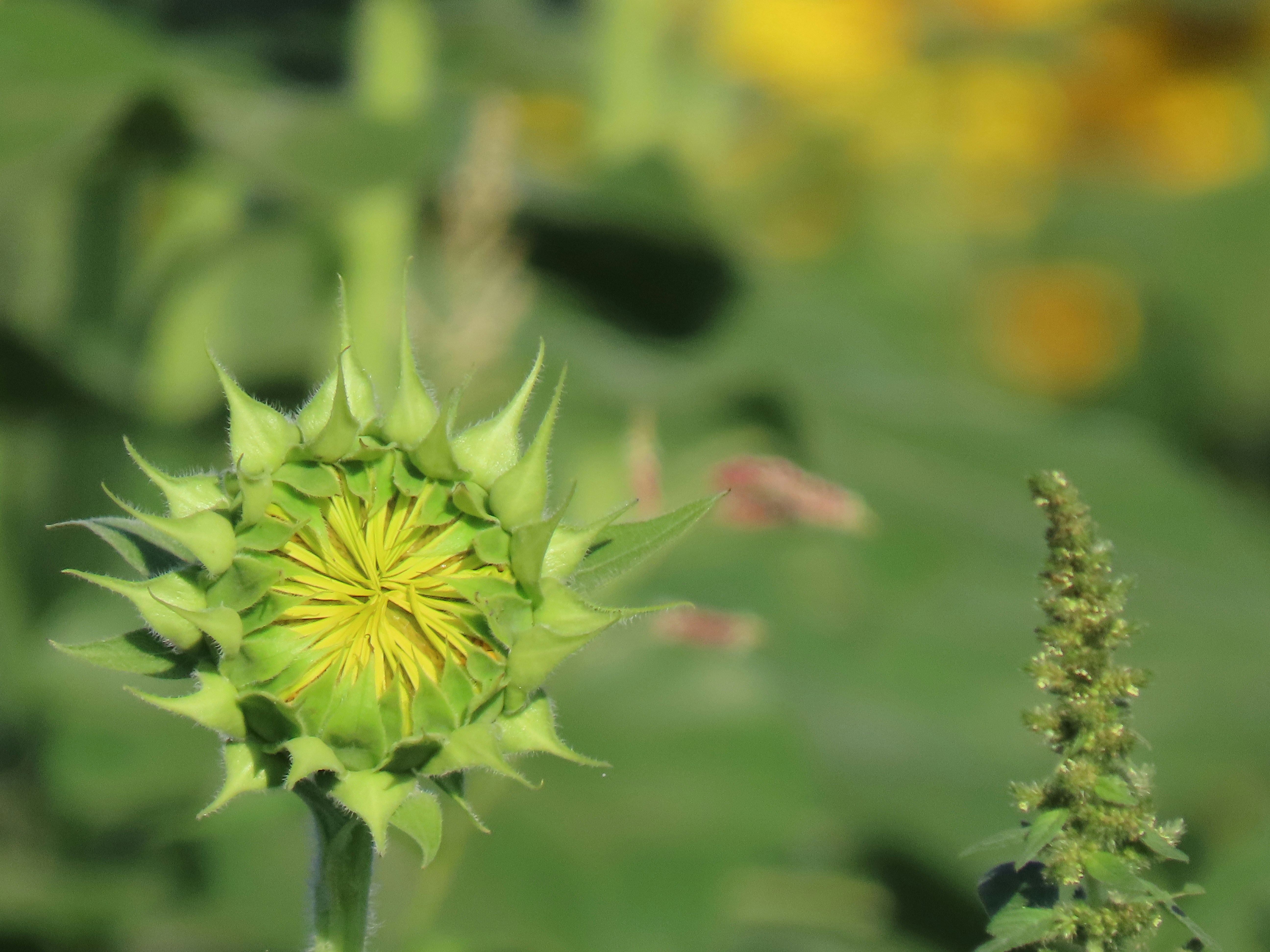 Yellow-green Bloomburst: the Seed-Head Corner of a Field Flower
