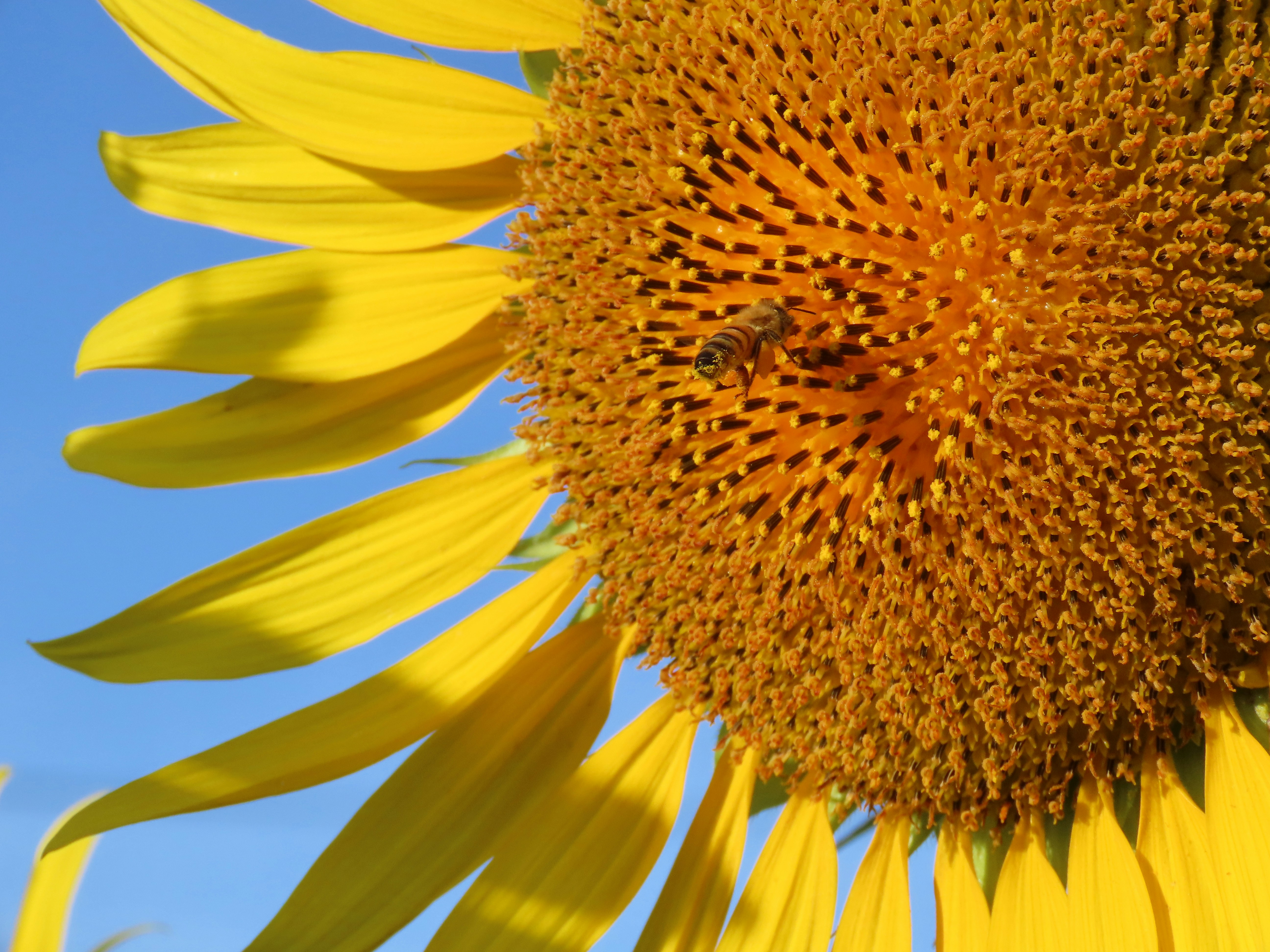 Bee at the Heart of a Summer Sunflower