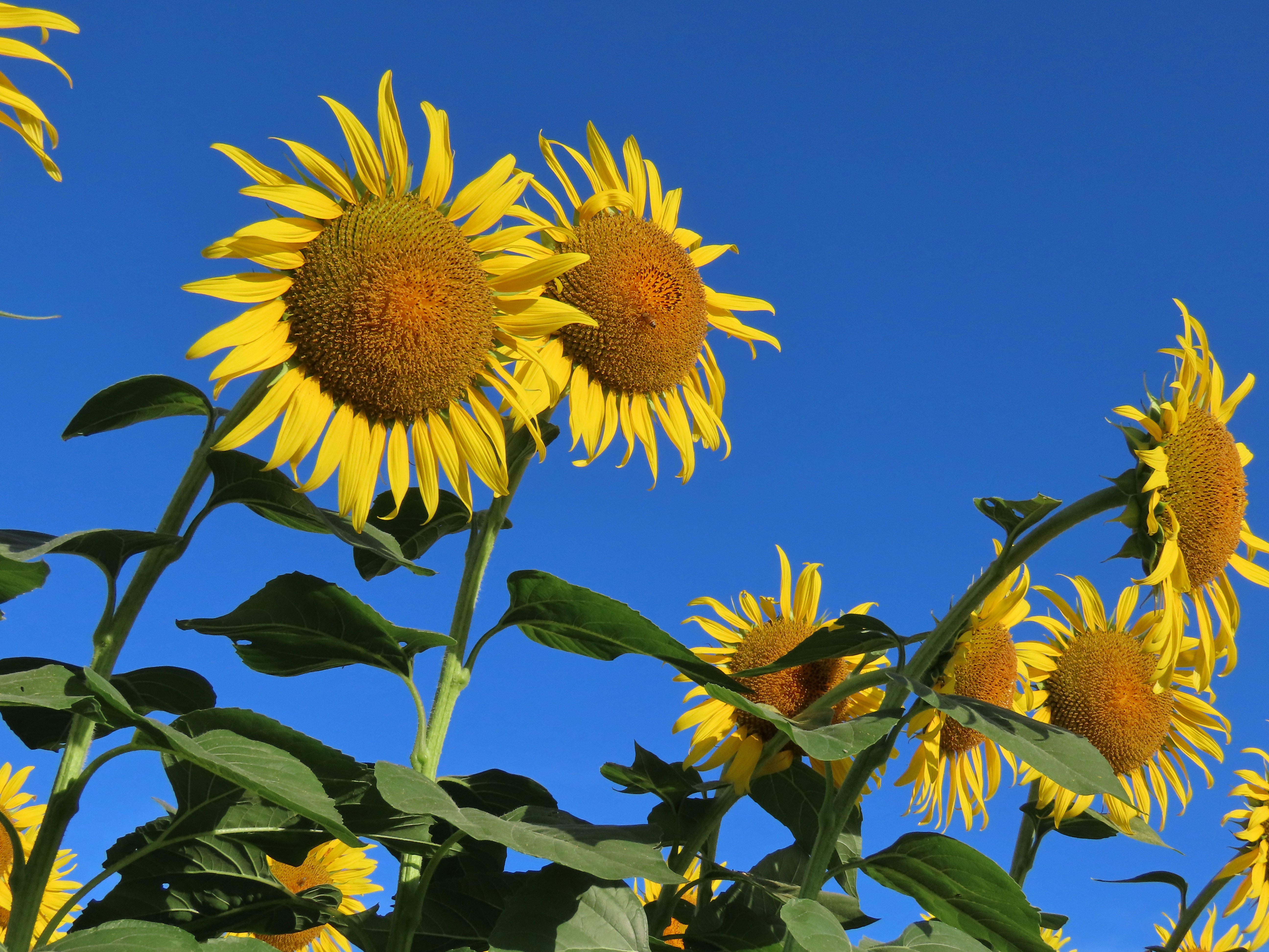 Sunlit Sunflowers Reaching for a Clear Sky