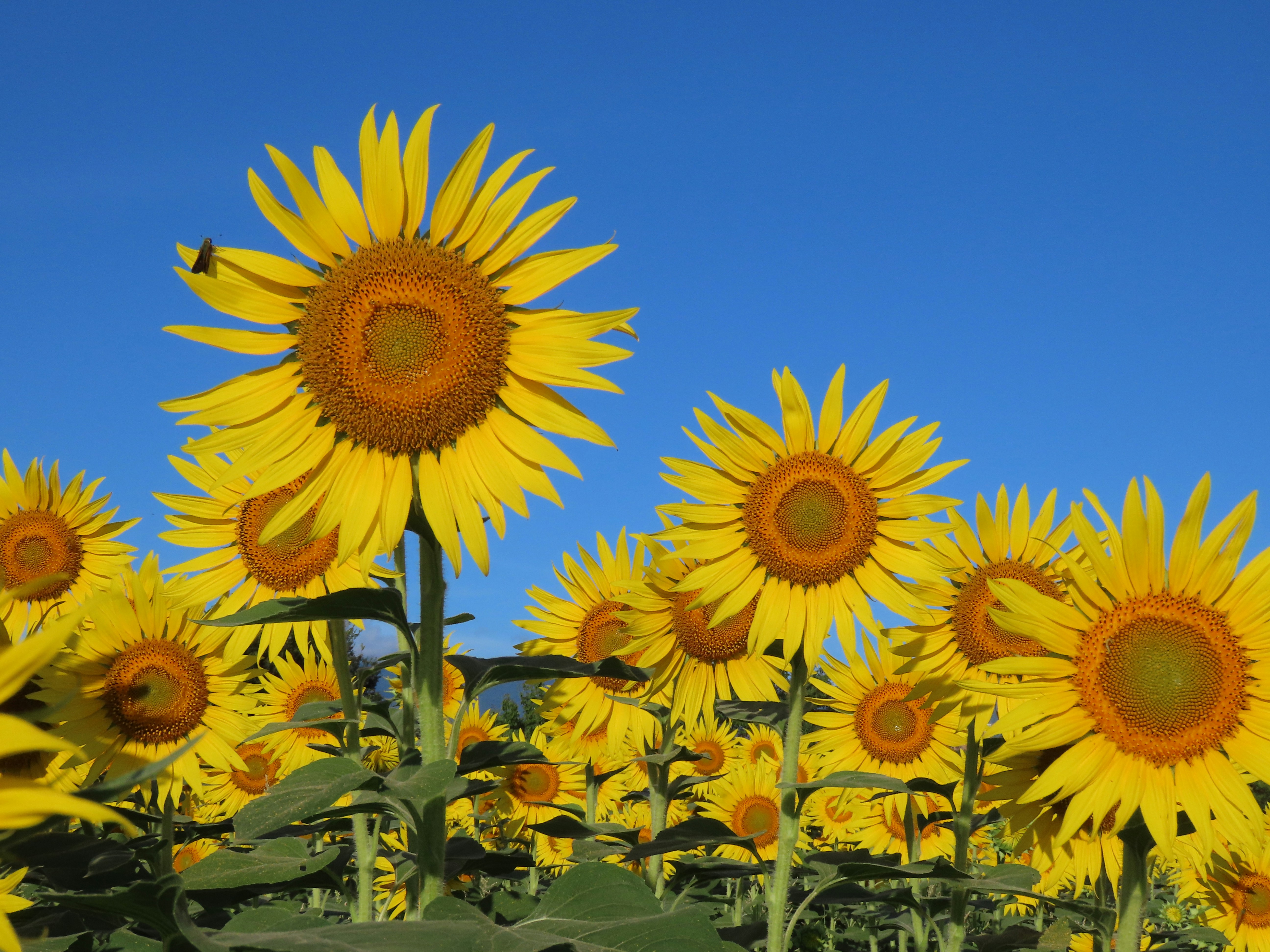 Sunlit field of cheerful giants: a sea of sunflowers under a crisp blue sky