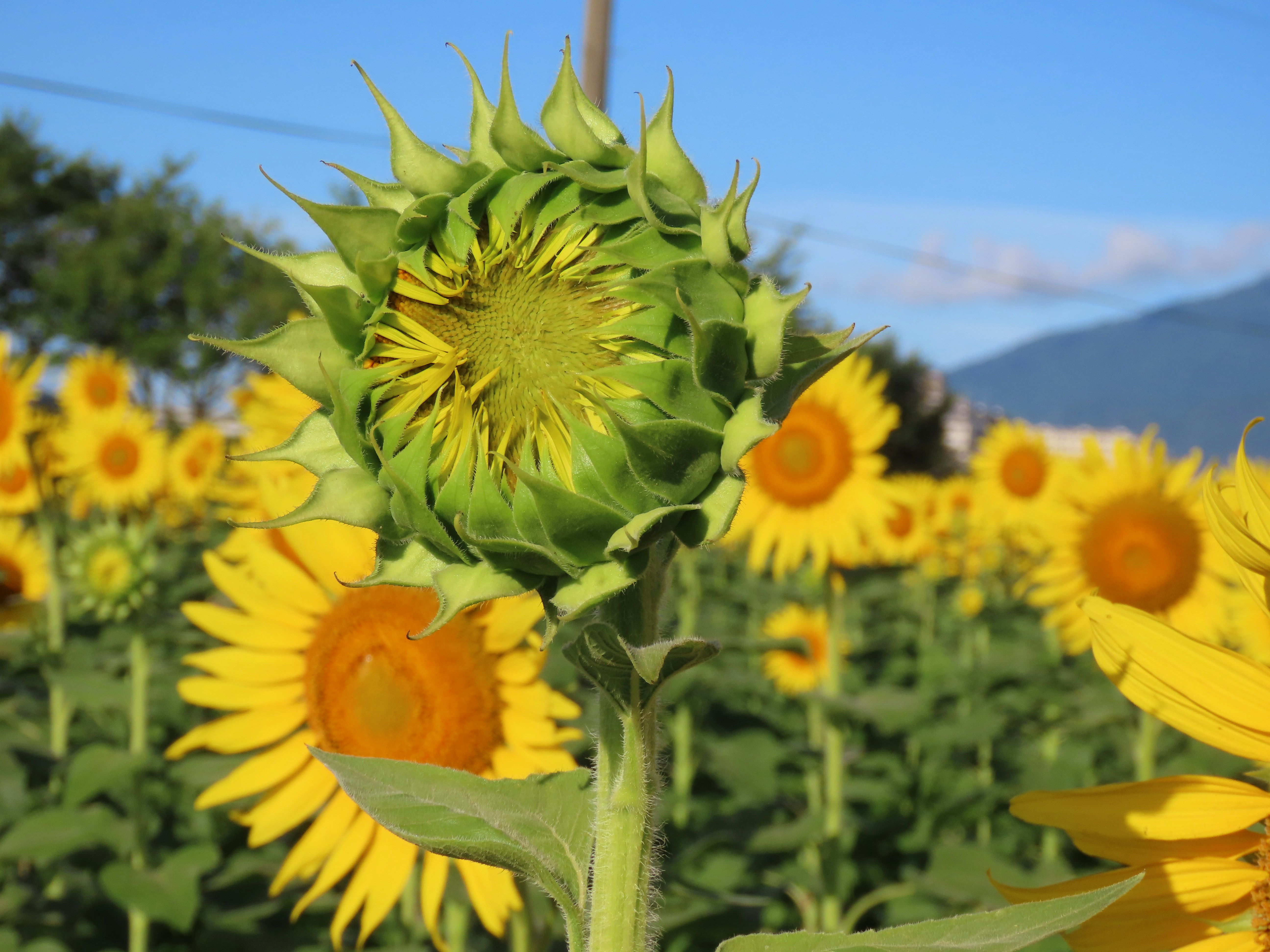 Close-up of a sunburst bud rising among a field of sunflowers