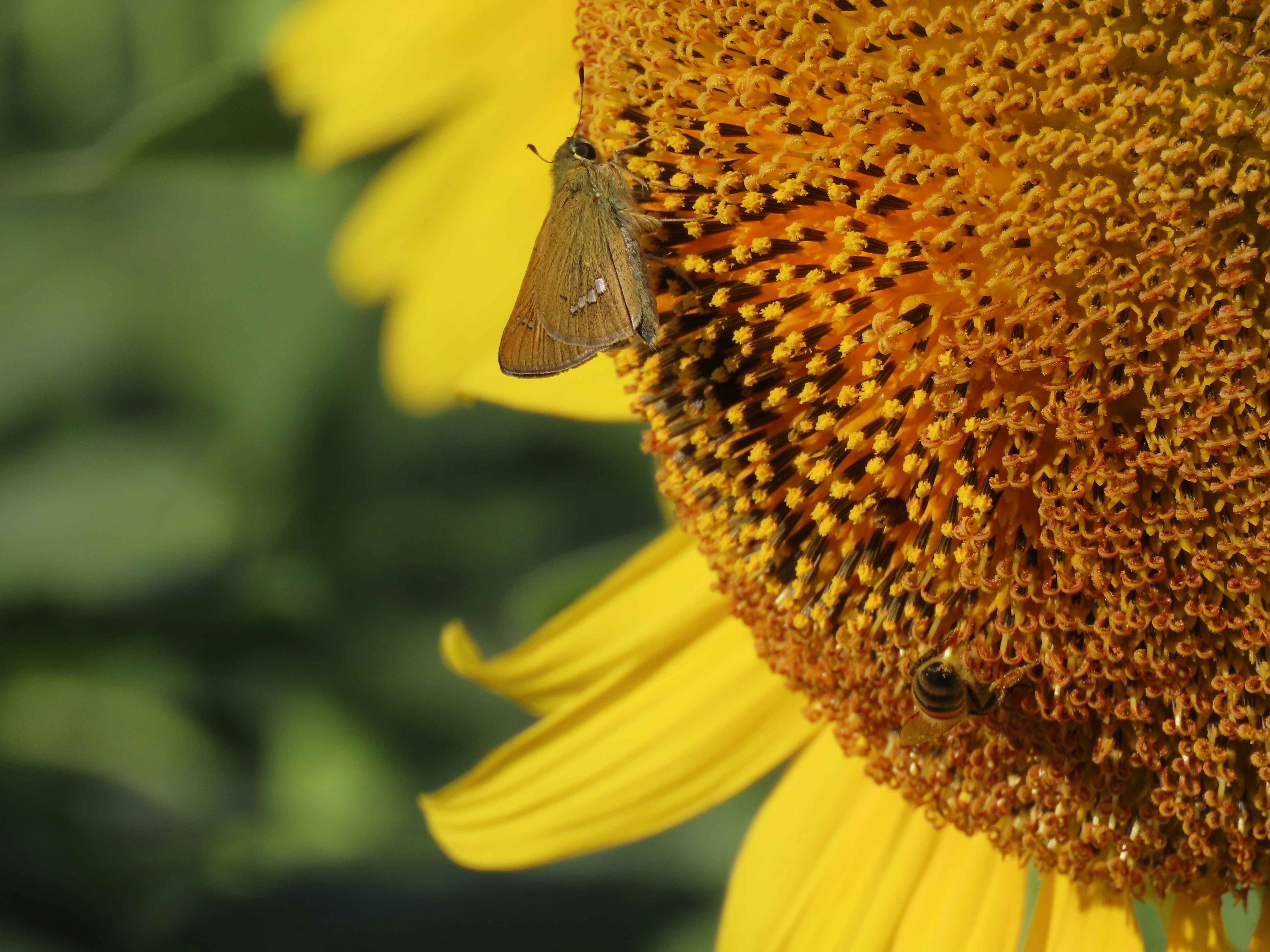 Sunlit Visitor on a Helianthus: A Tiny Moth Clinging to a Golden Center