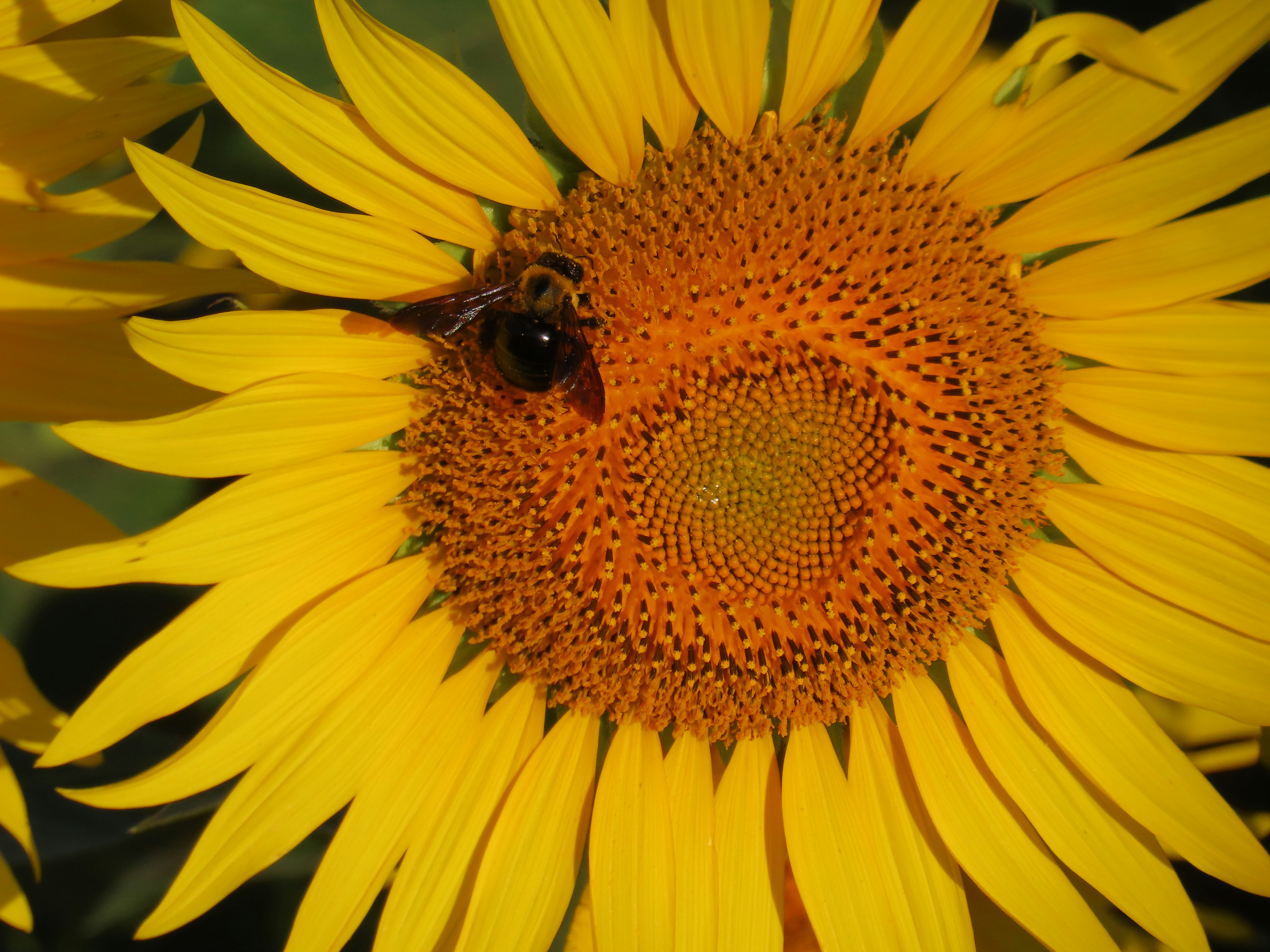 Bee at the Center: A Sunlit Sunflower Macro Moment