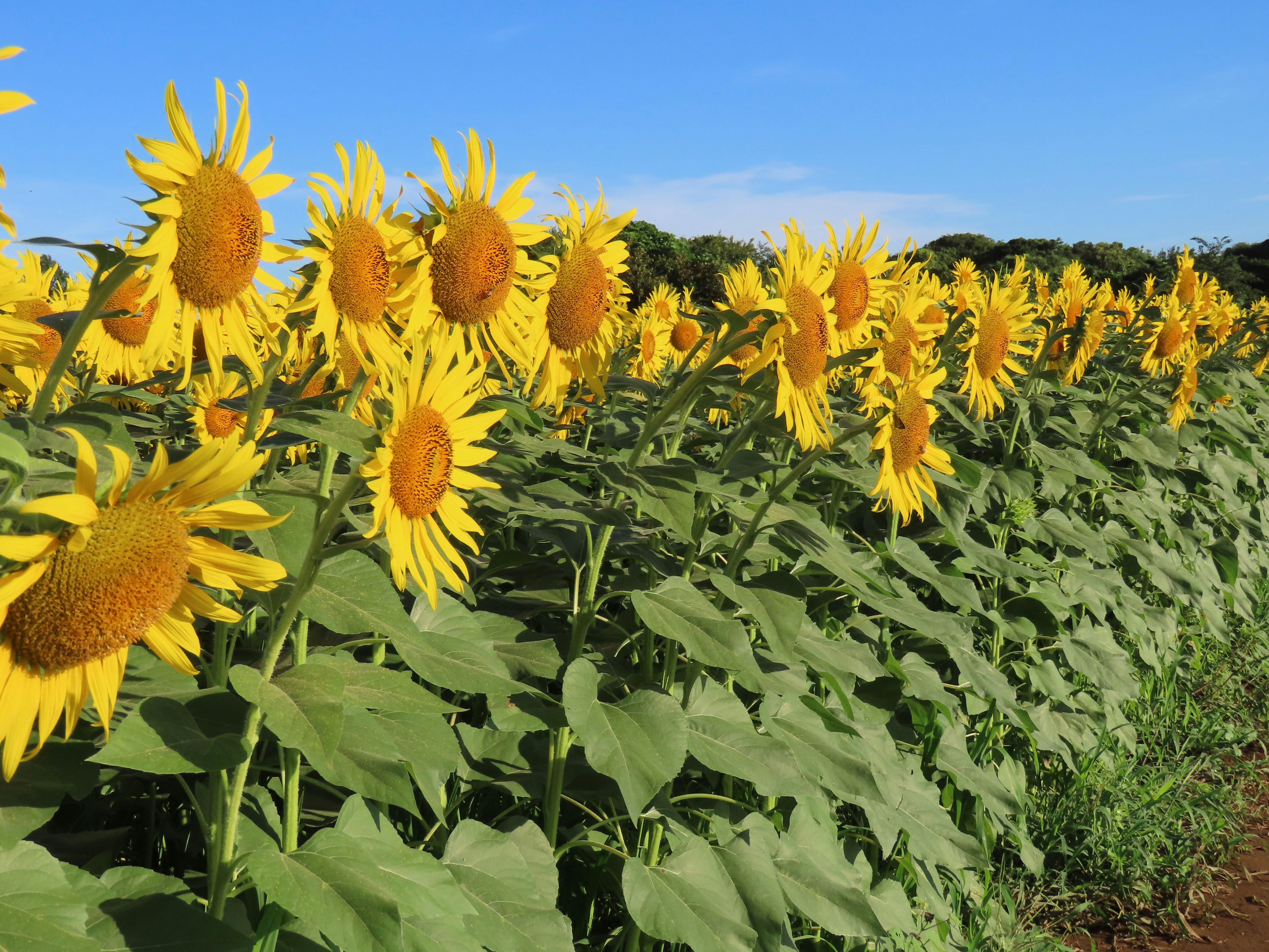 Sunlit Rows: A Field of Golden Sunflowers Under a Clear Blue Sky