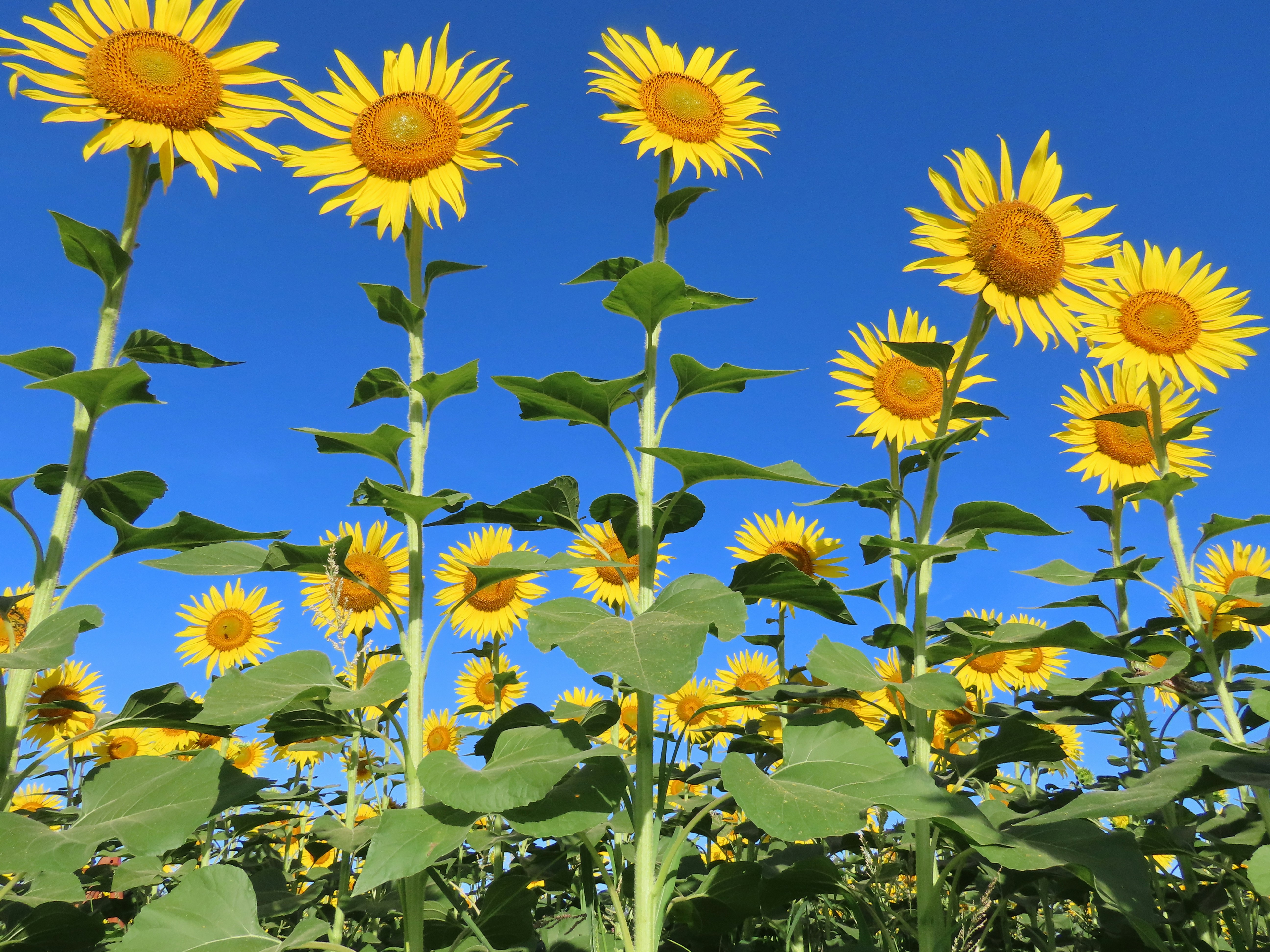 Sunlit Sunflowers Reaching Toward a Clear Blue Sky