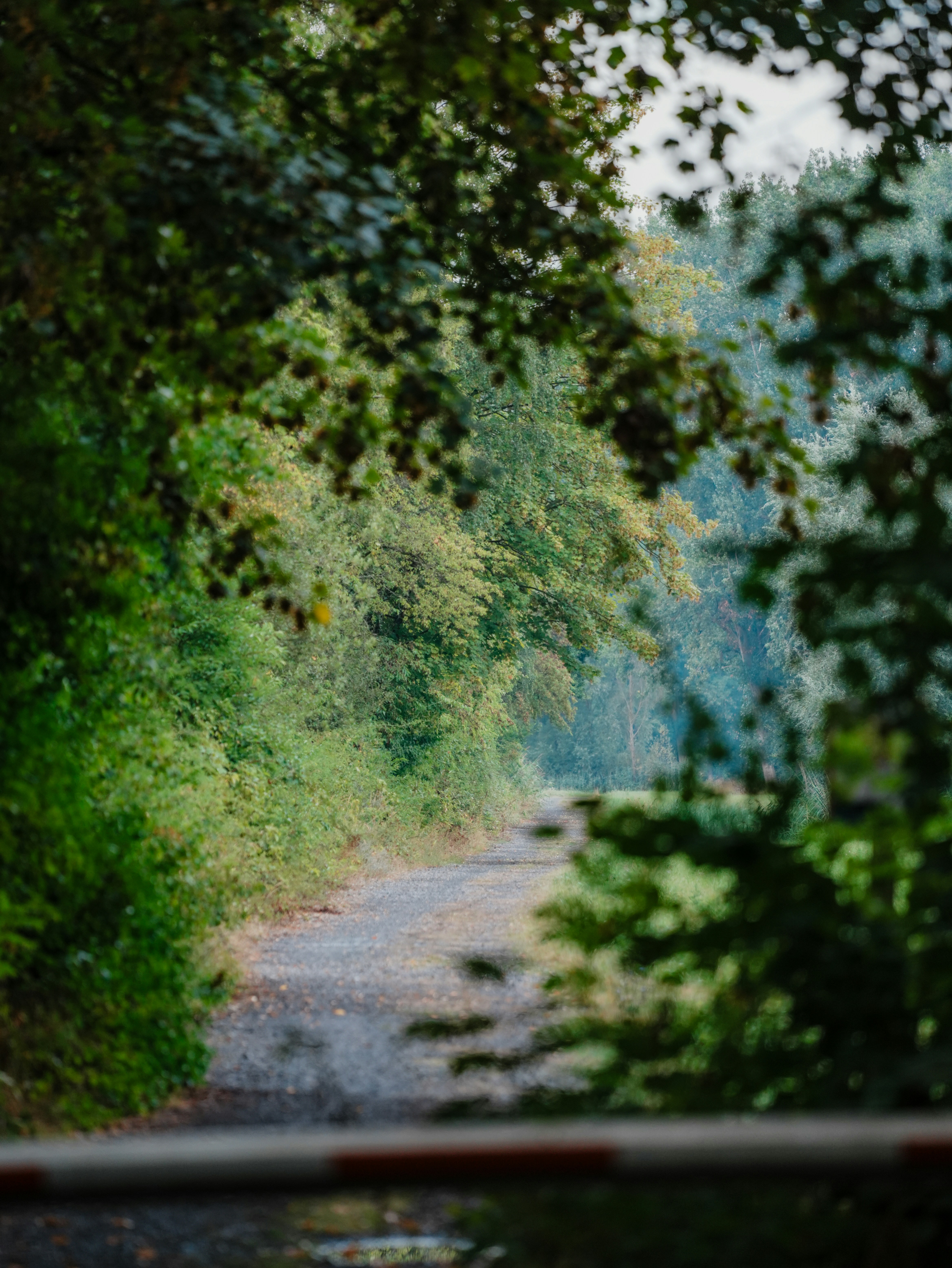 Forest Gate: A Quiet Gravel Path Framed by Overhanging Foliage