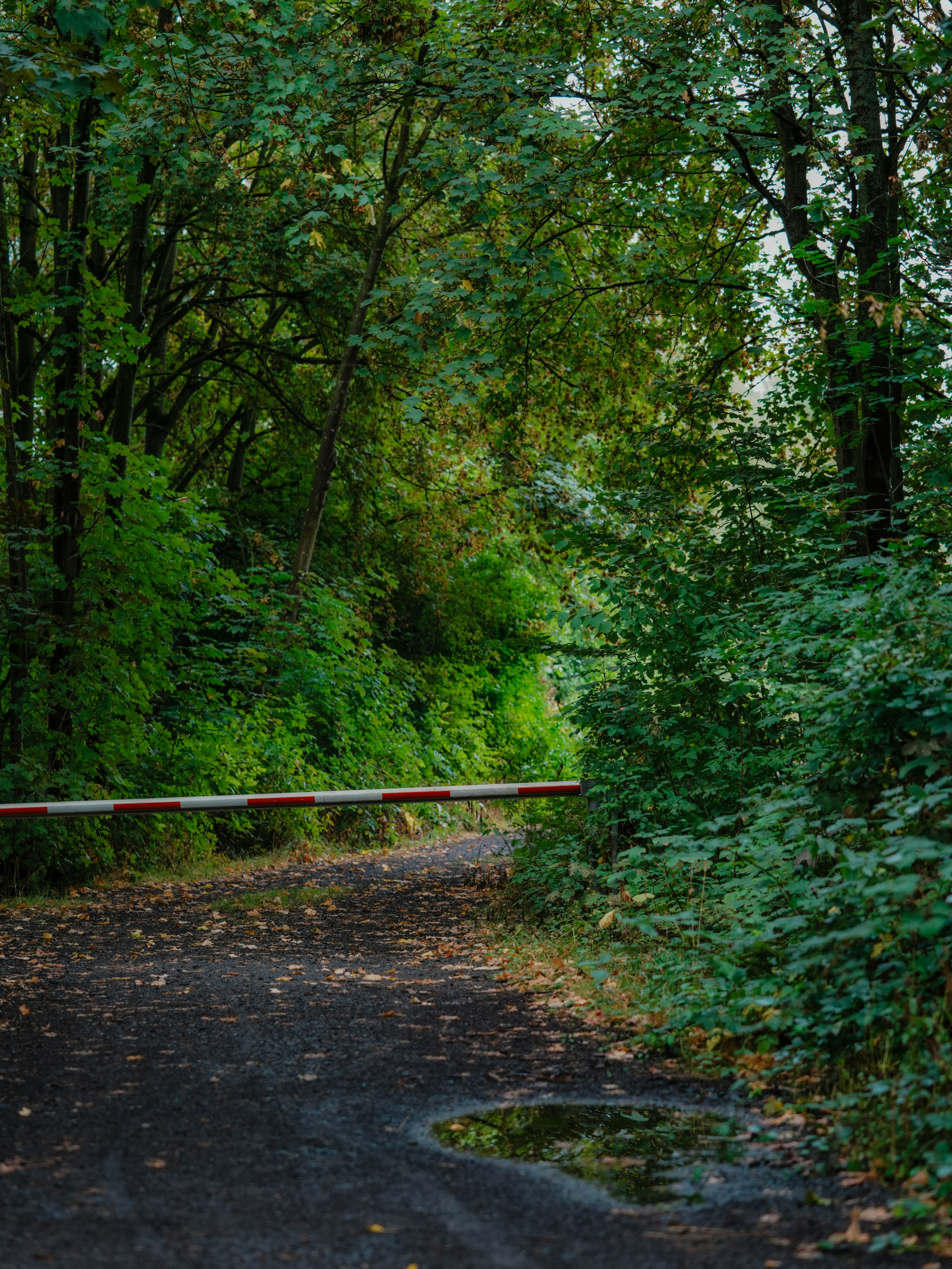 Barrier of Quiet: A Forest Path Yet to Unfold
