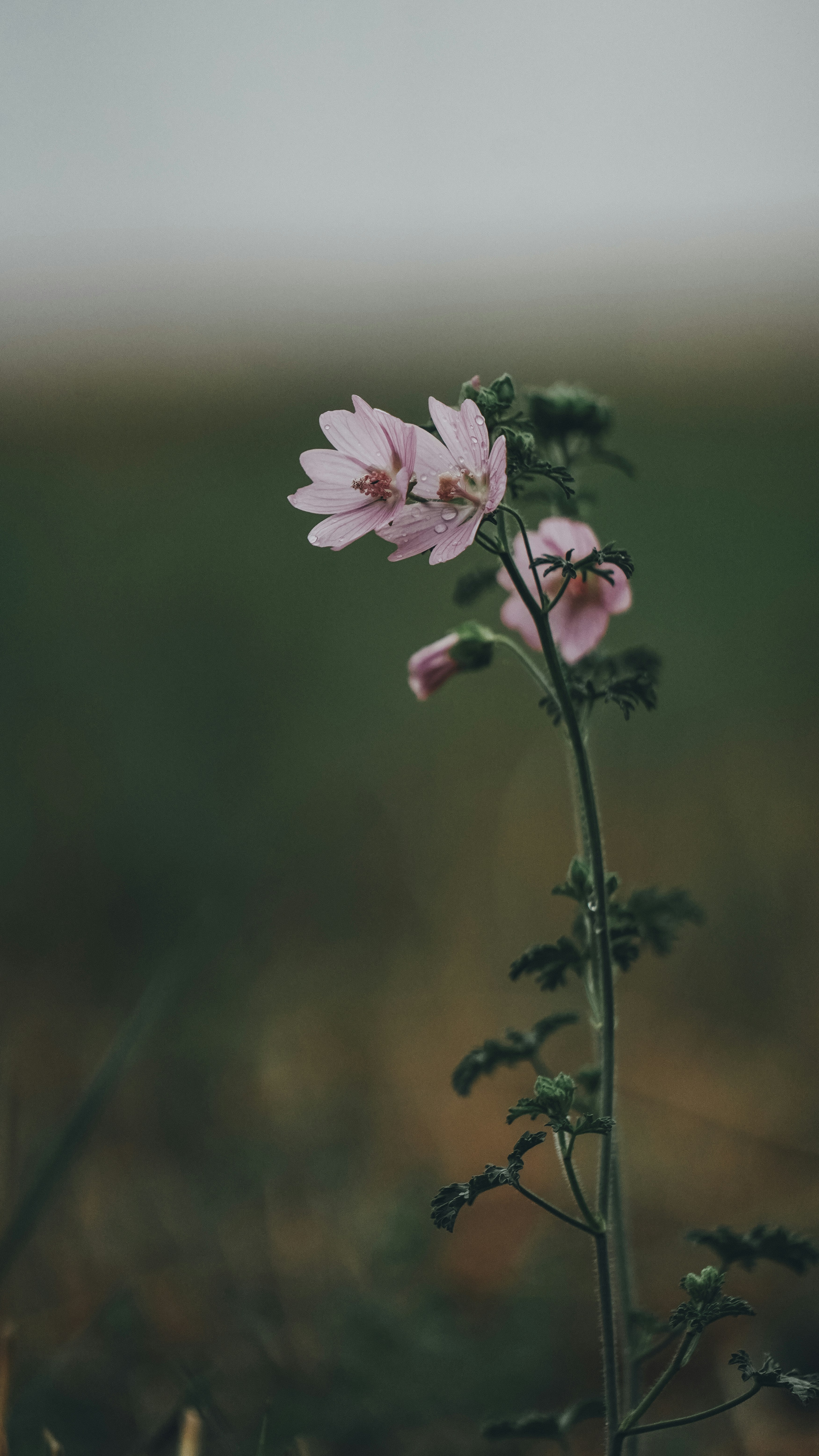 Soft Zephyr Bloom: A Pink Flower Standing Tall in a Quiet Field